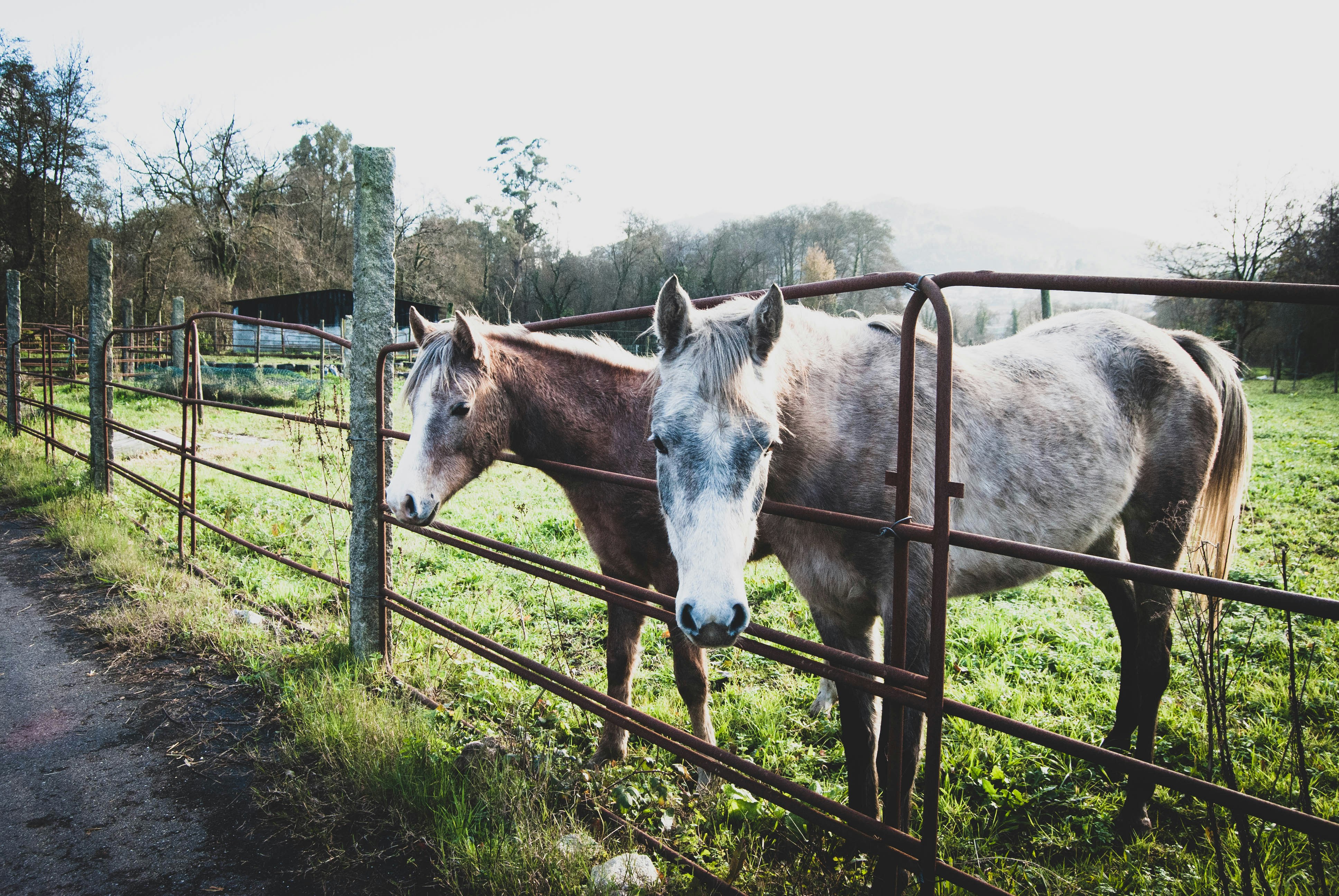 Fenceside Vigil: Two Pasture Horses in Dappled Light