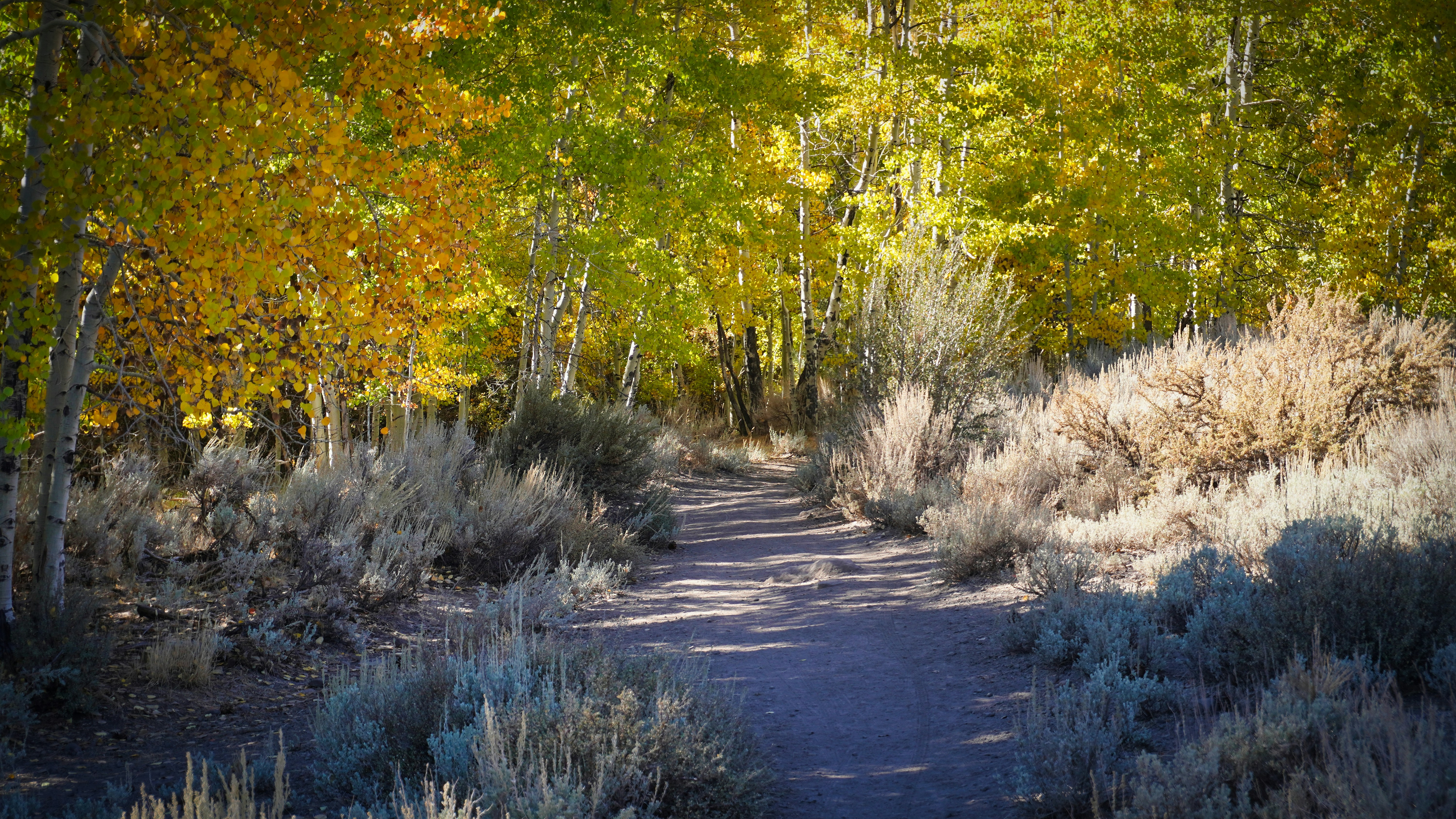 Green and yellow trees beside road during daytime photo – Free Reno ...