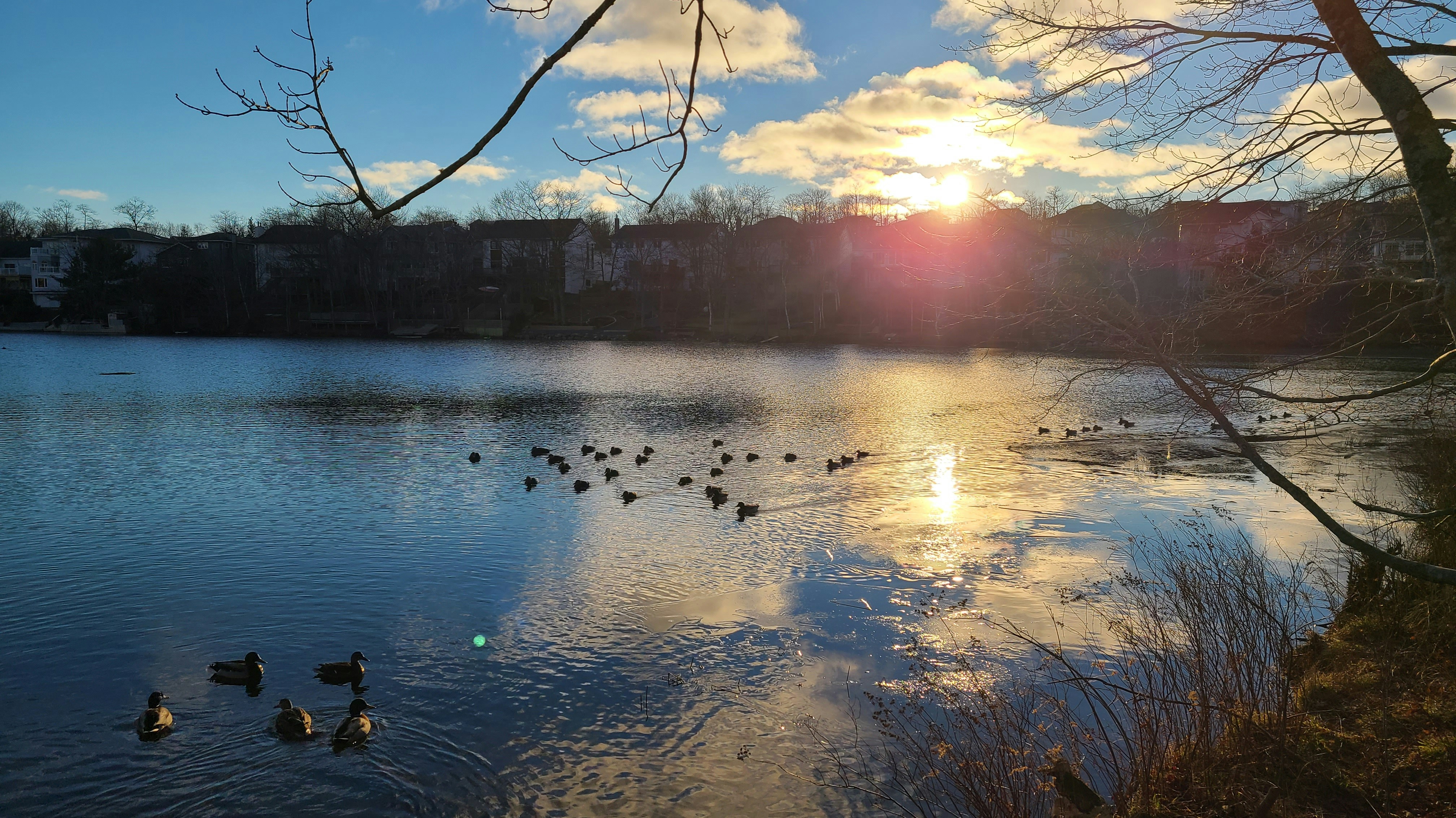 Ducks swimming on a serene lake with the sun rising above distant trees and clouds.