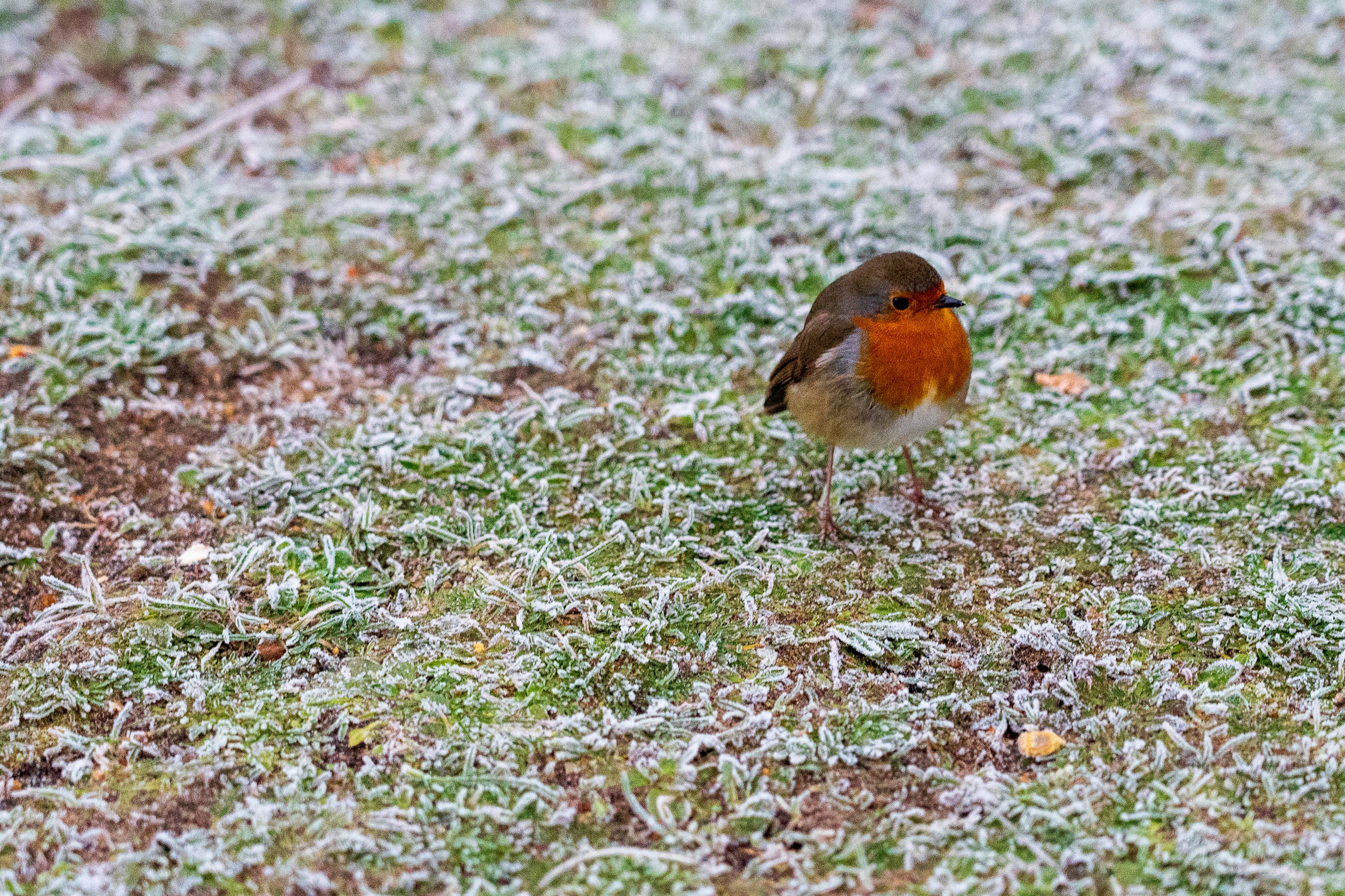 A robin redbreast on a frosty ground.
