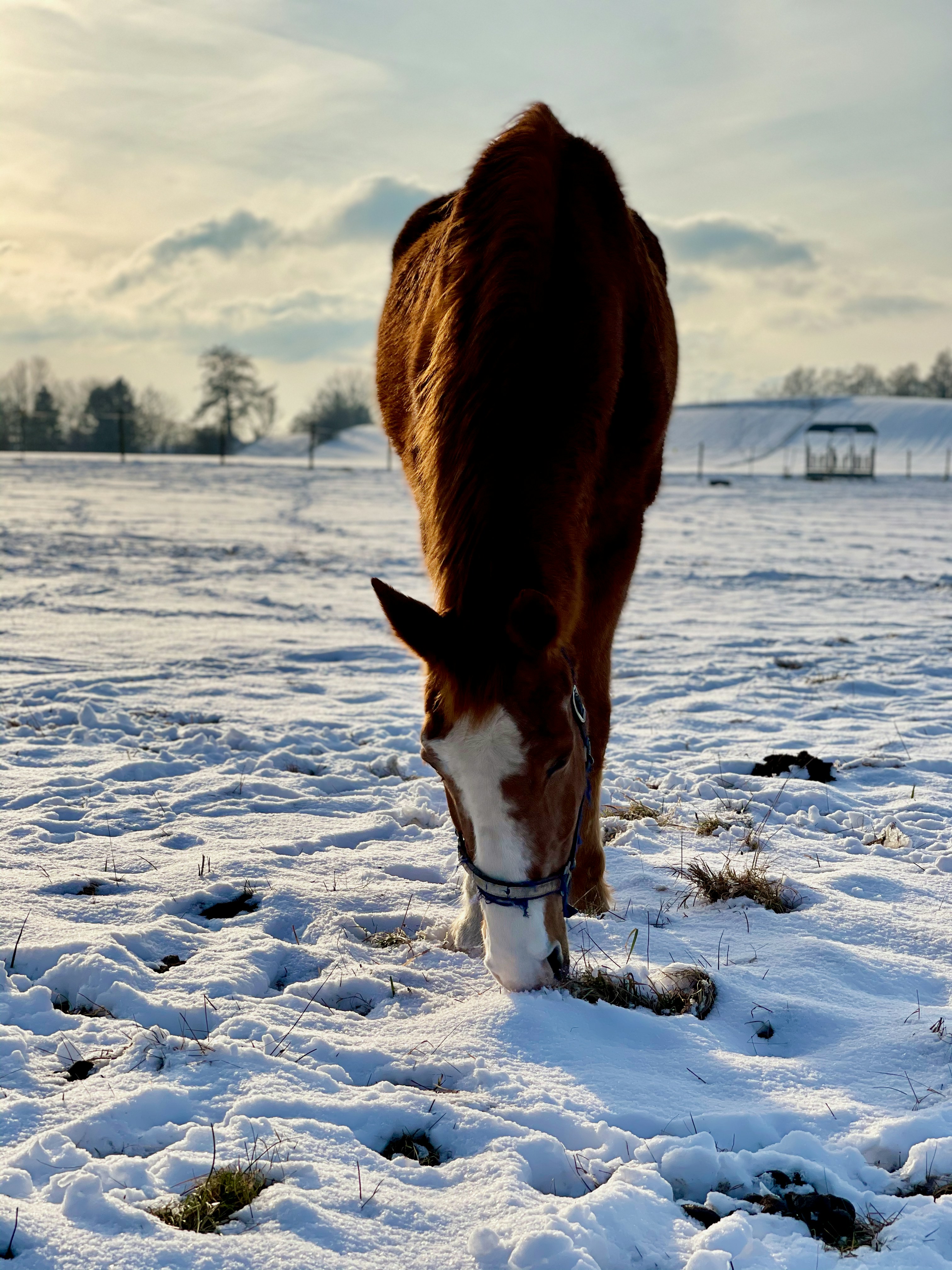 Snowbound Grazing: A Chestnut Horse Forages a Frosty Pasture