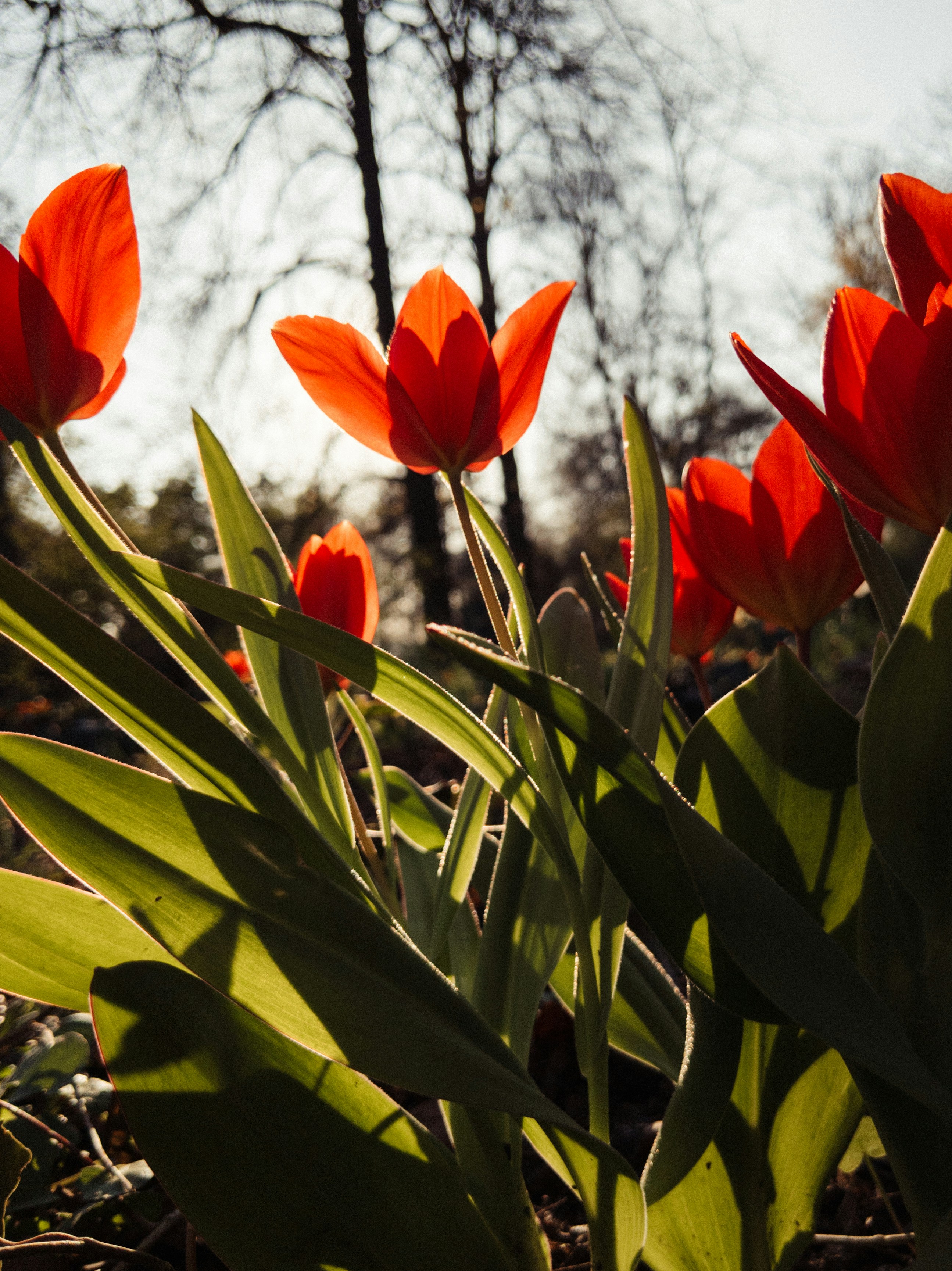 Backlit Scarlet Tulips: A Low-Angle Portrait of Bloom and Sun