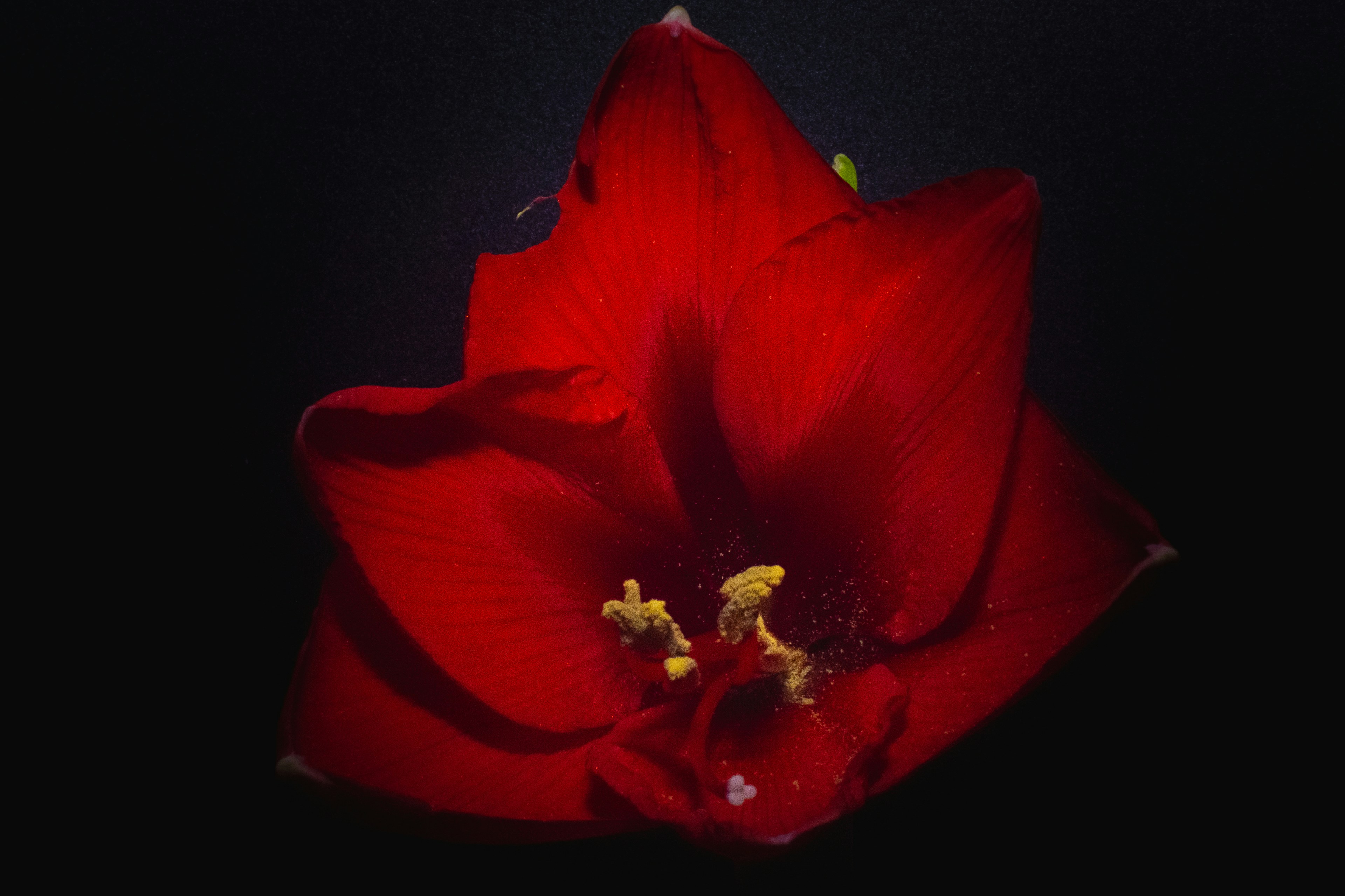 Crimson Bloom in Darkness: A Red Petal Surrounded by Shadow