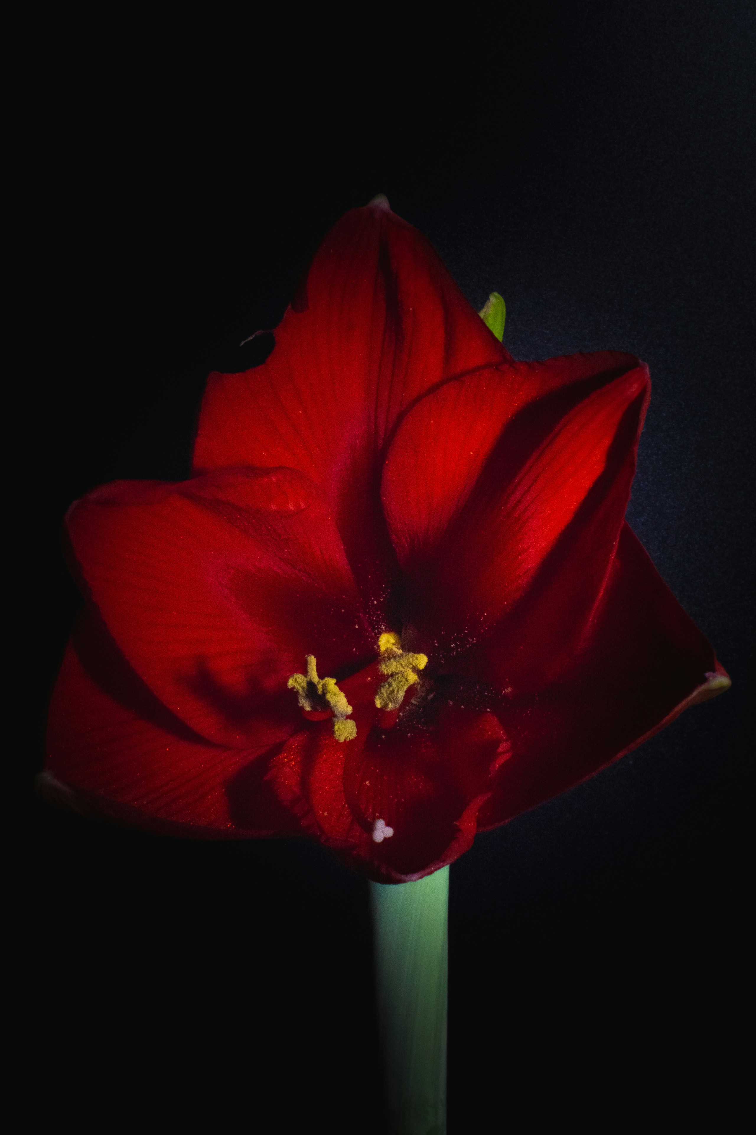 Vibrant red amaryllis flower against a dark background, highlighting intricate petal details and golden stamens.