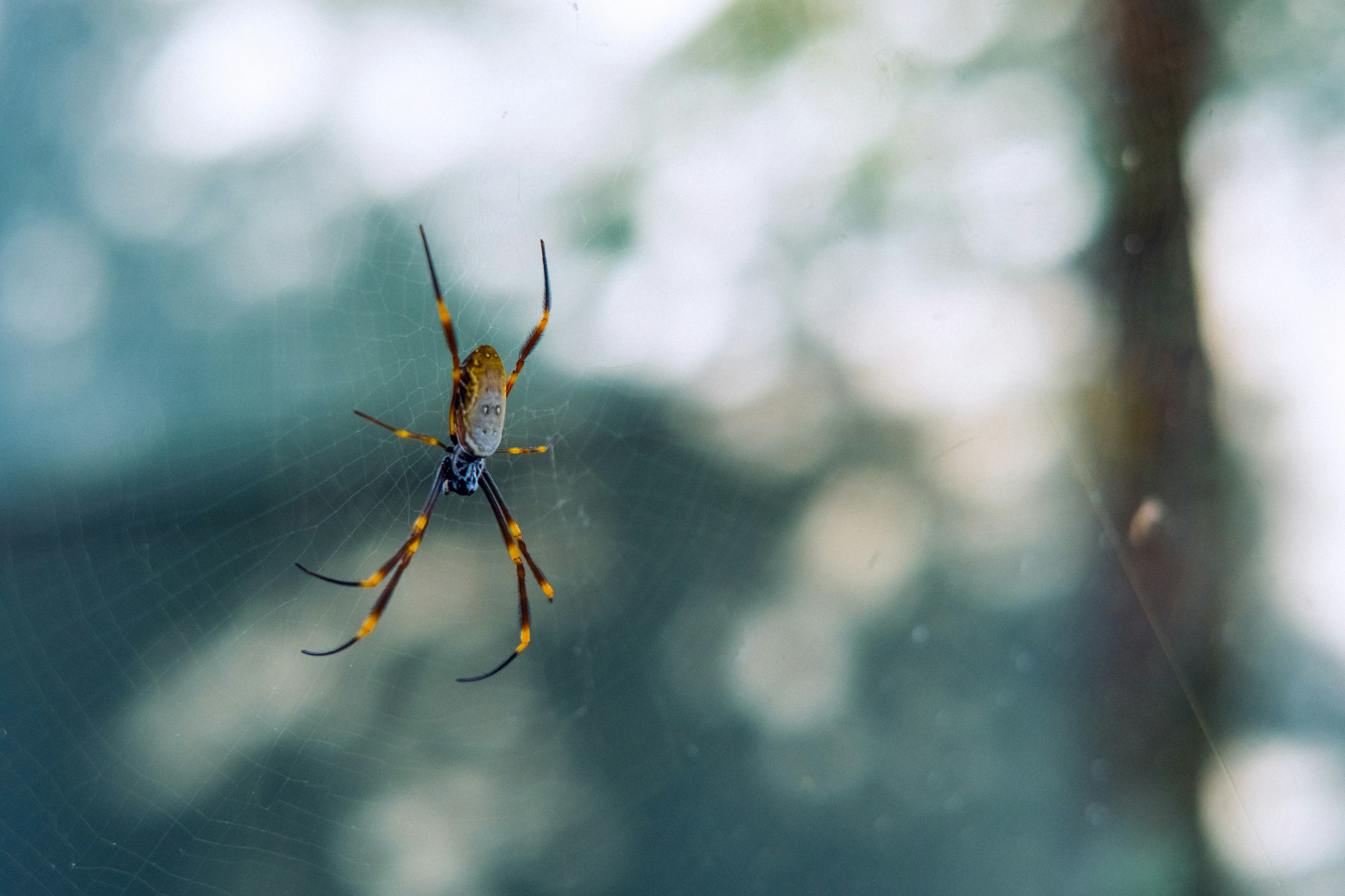 Crosshair of Steel: A Spider on a Glass Window