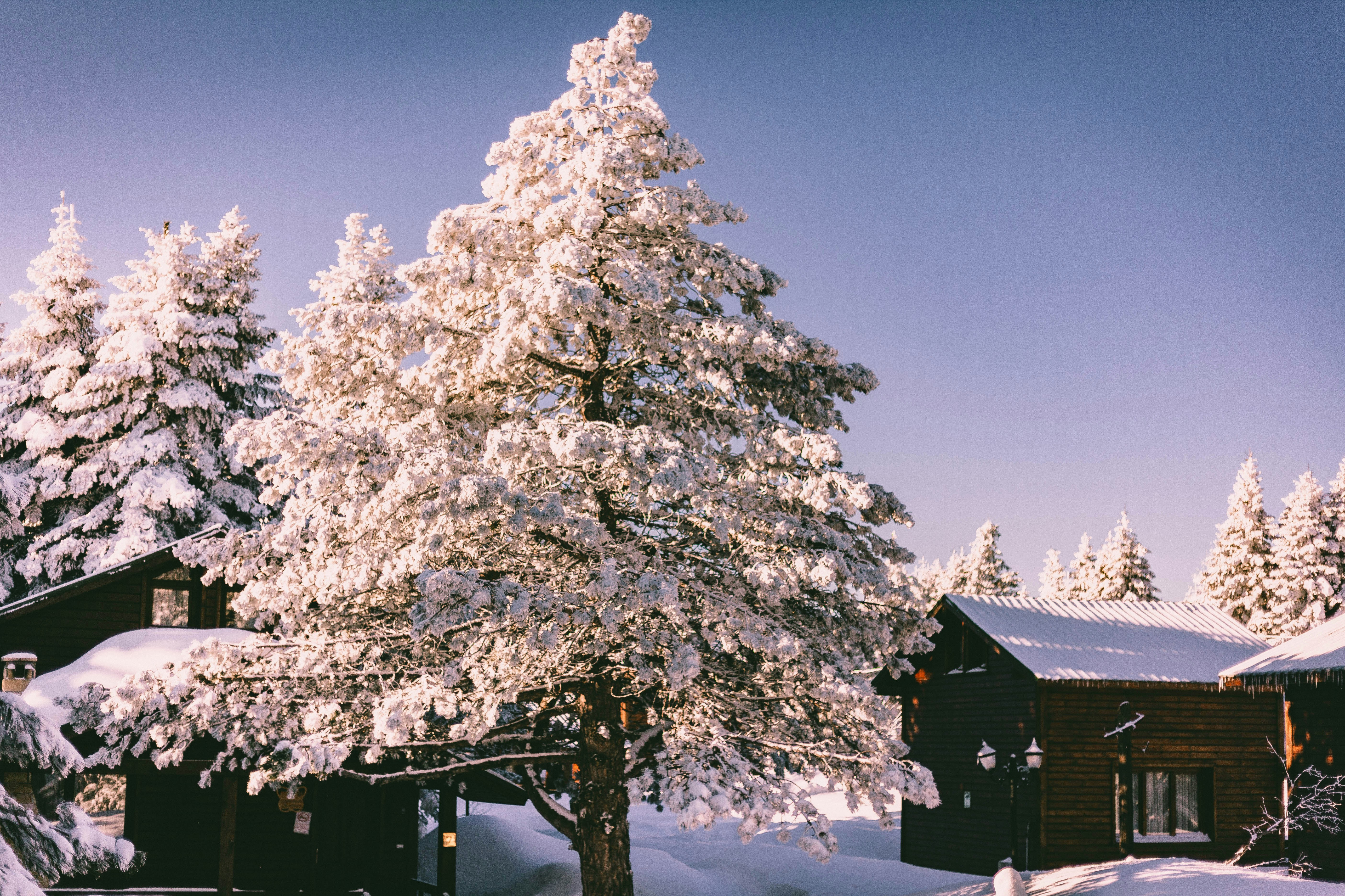 Snow-covered pine trees and rustic cabins under a clear blue sky.