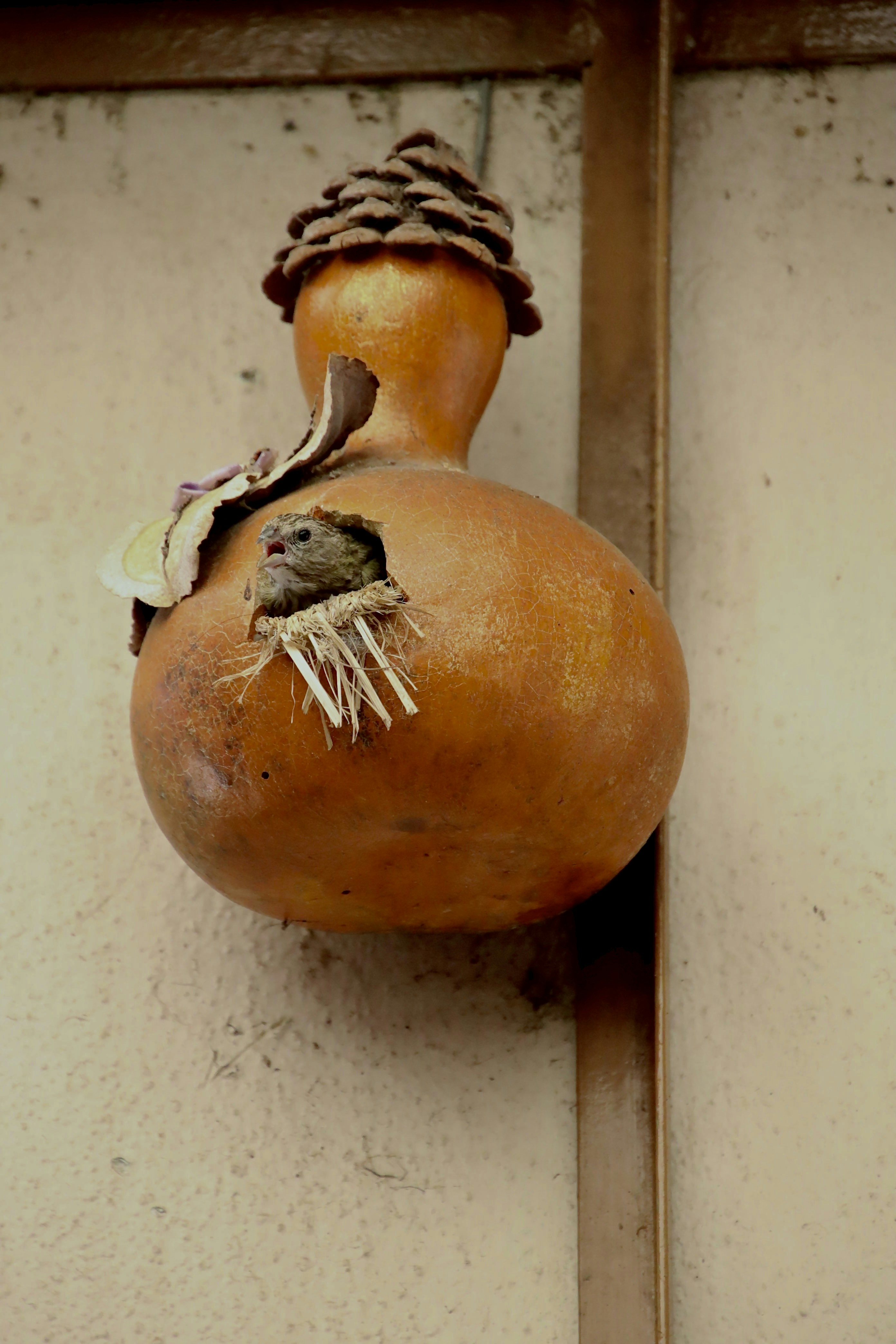 A sparrow peeks out from a uniquely crafted gourd nest adorned with natural elements. The rustic charm of the nest adds to the serene ambiance.