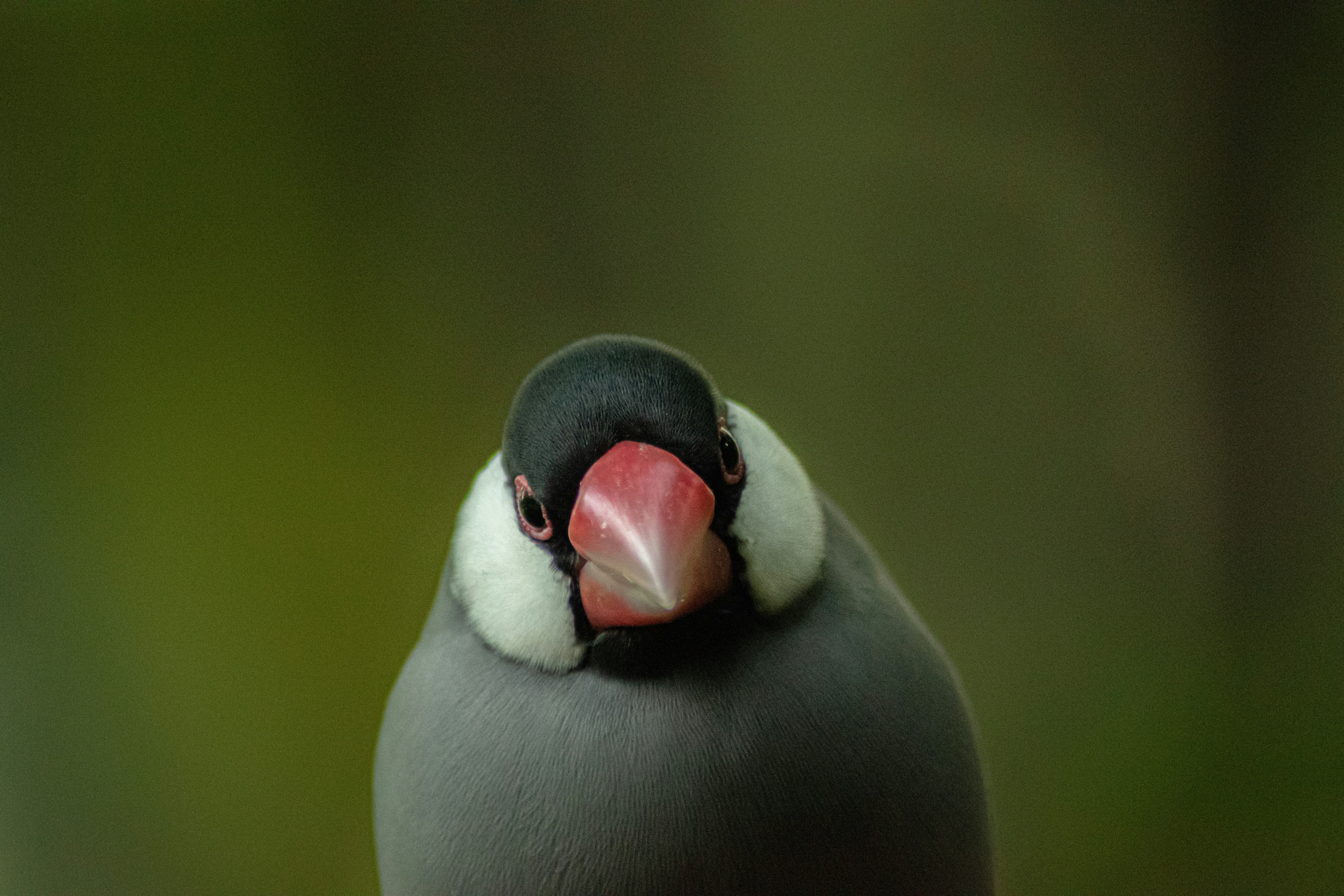 Close-up of a finch displaying vibrant plumage and an inquisitive expression against a blurred background.