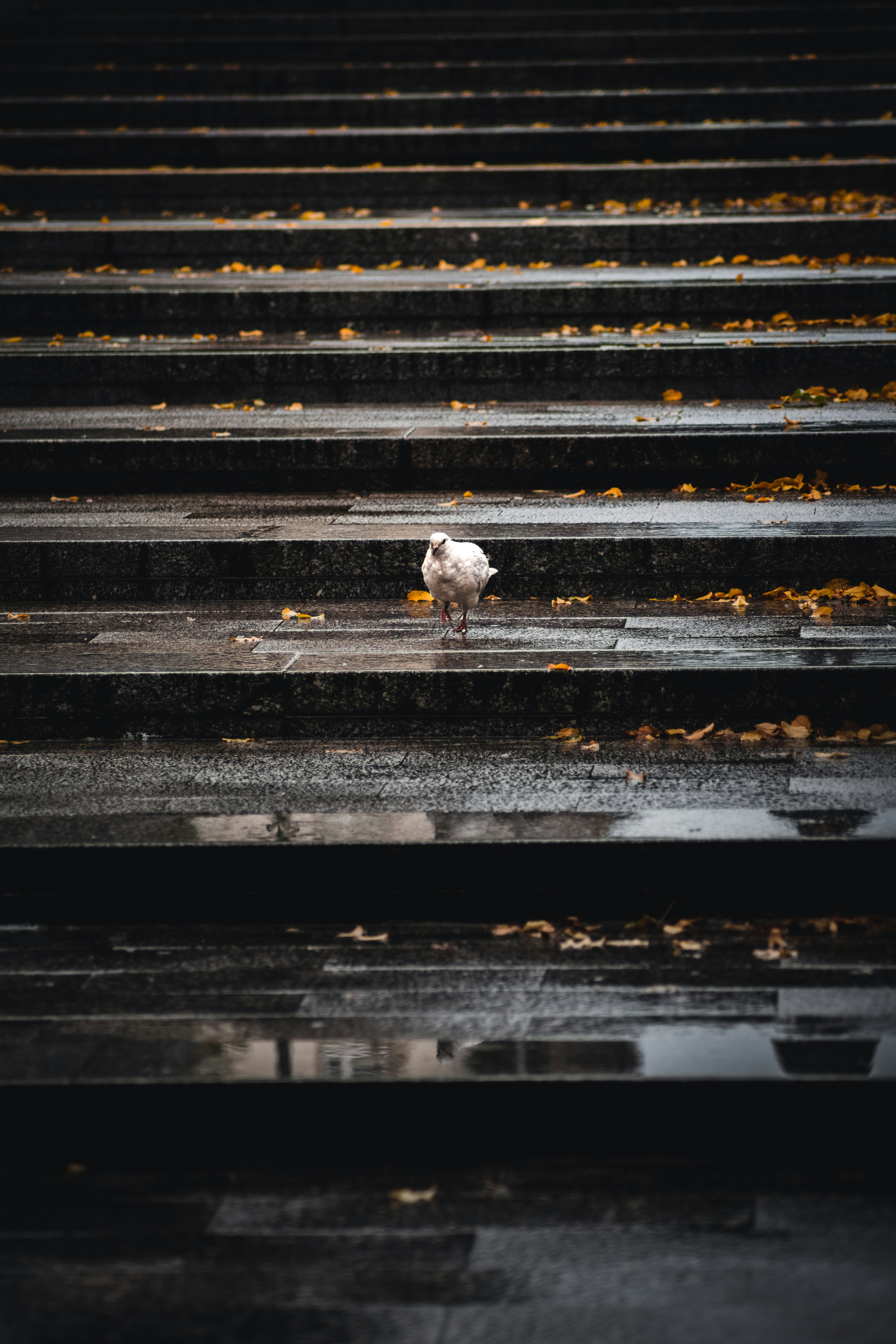 Lone Gull on Rain-Washed Steps Amid Autumn Leaves