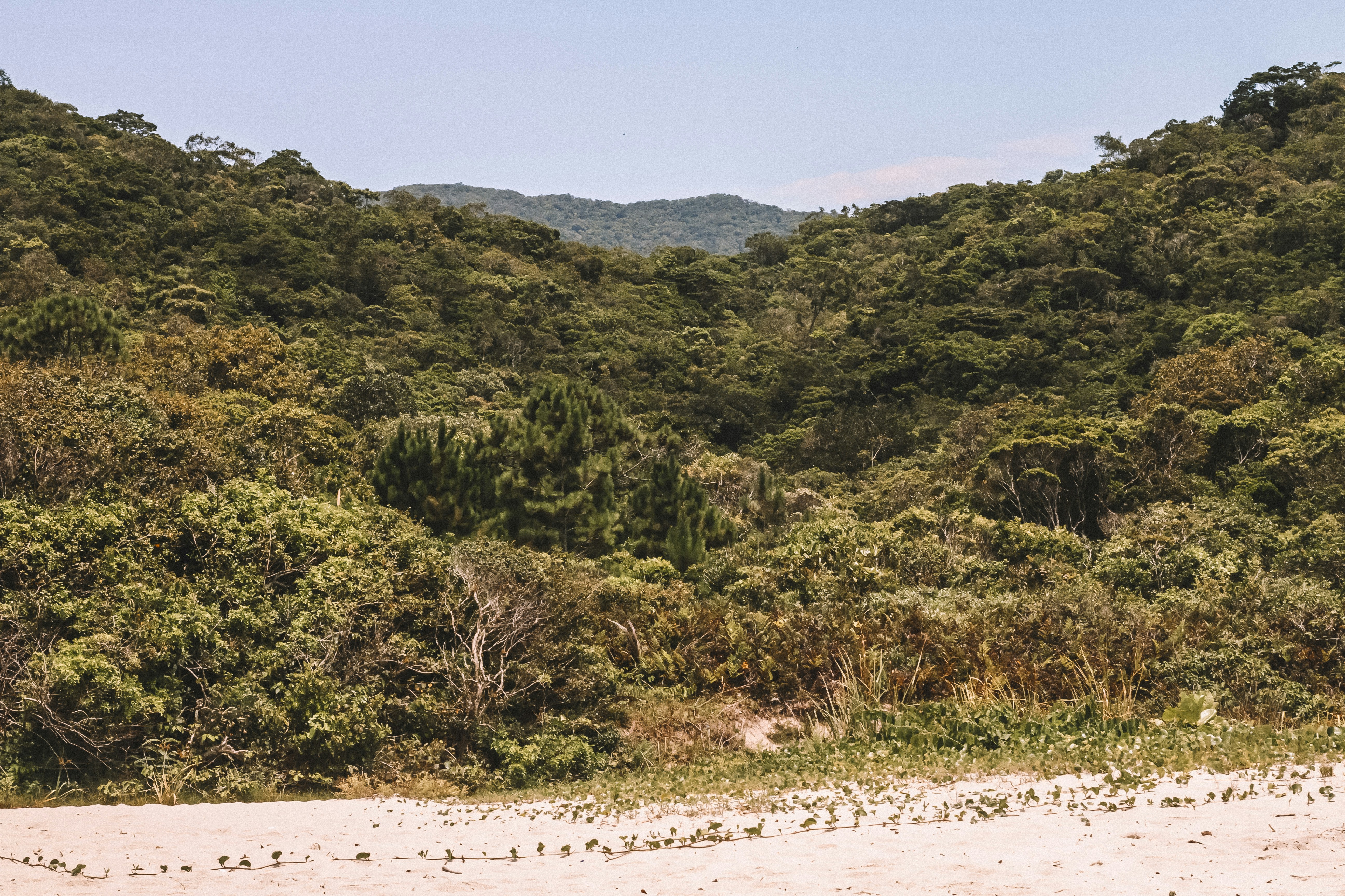 Lush forest landscape showcasing a diverse range of foliage under a clear sky. The scene captures the essence of nature's tranquility.