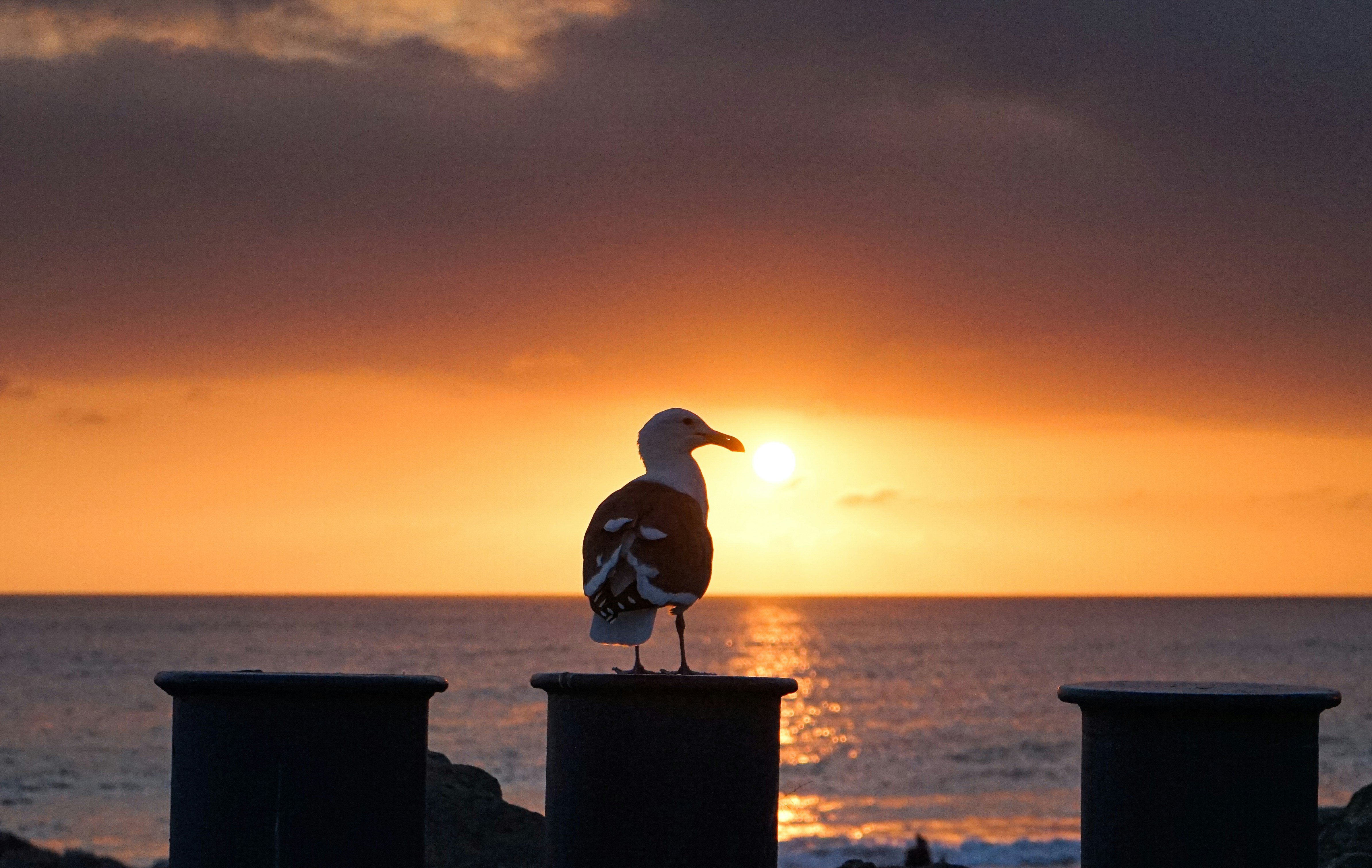 Dusk Sentinel: Seagull Perched on Coastal Posts Amid a Golden Sea Sunset
