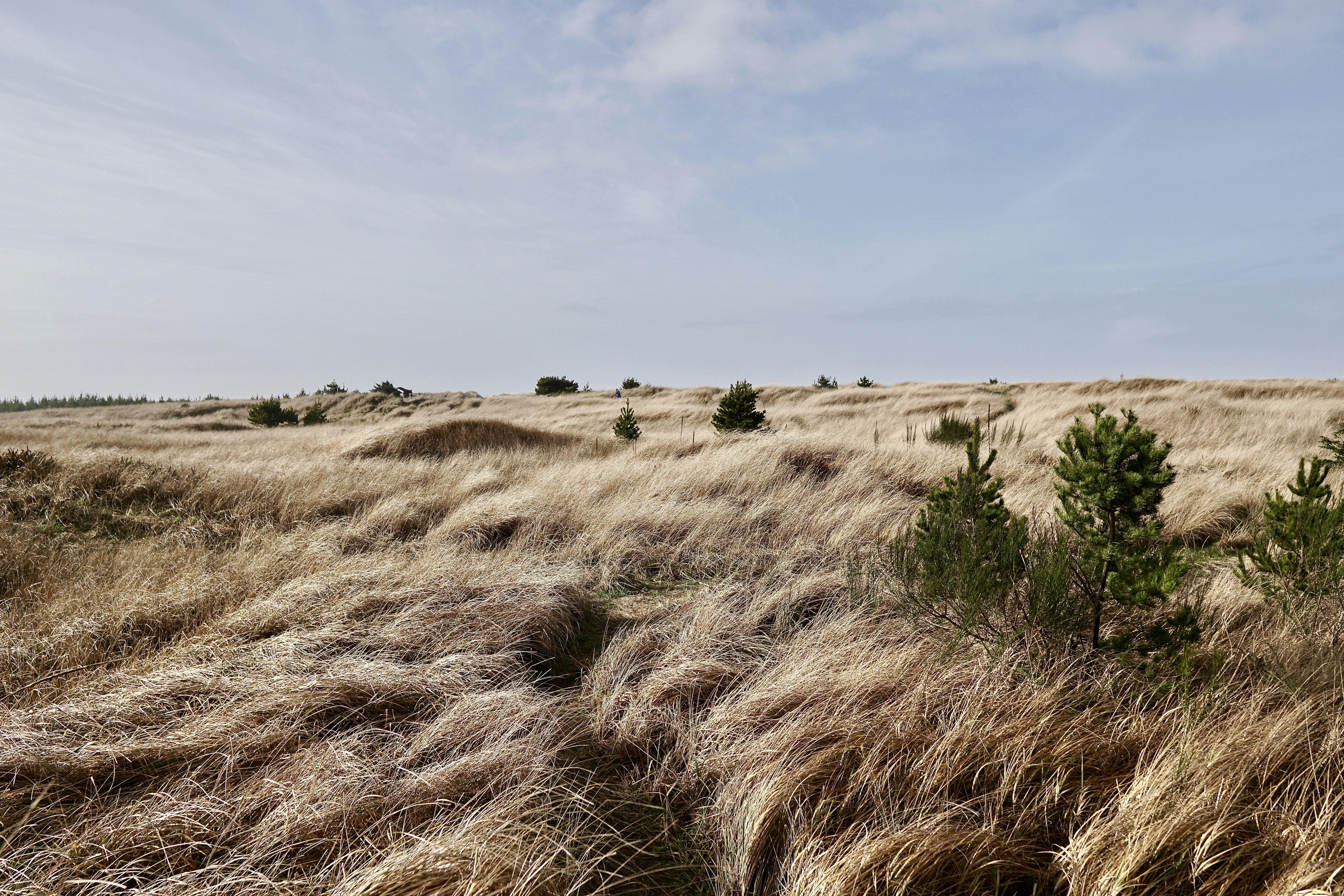 Golden grasses sway gently under a pale sky, dotted with small evergreen trees in the distance. The scene evokes tranquility and the beauty of nature's simplicity.