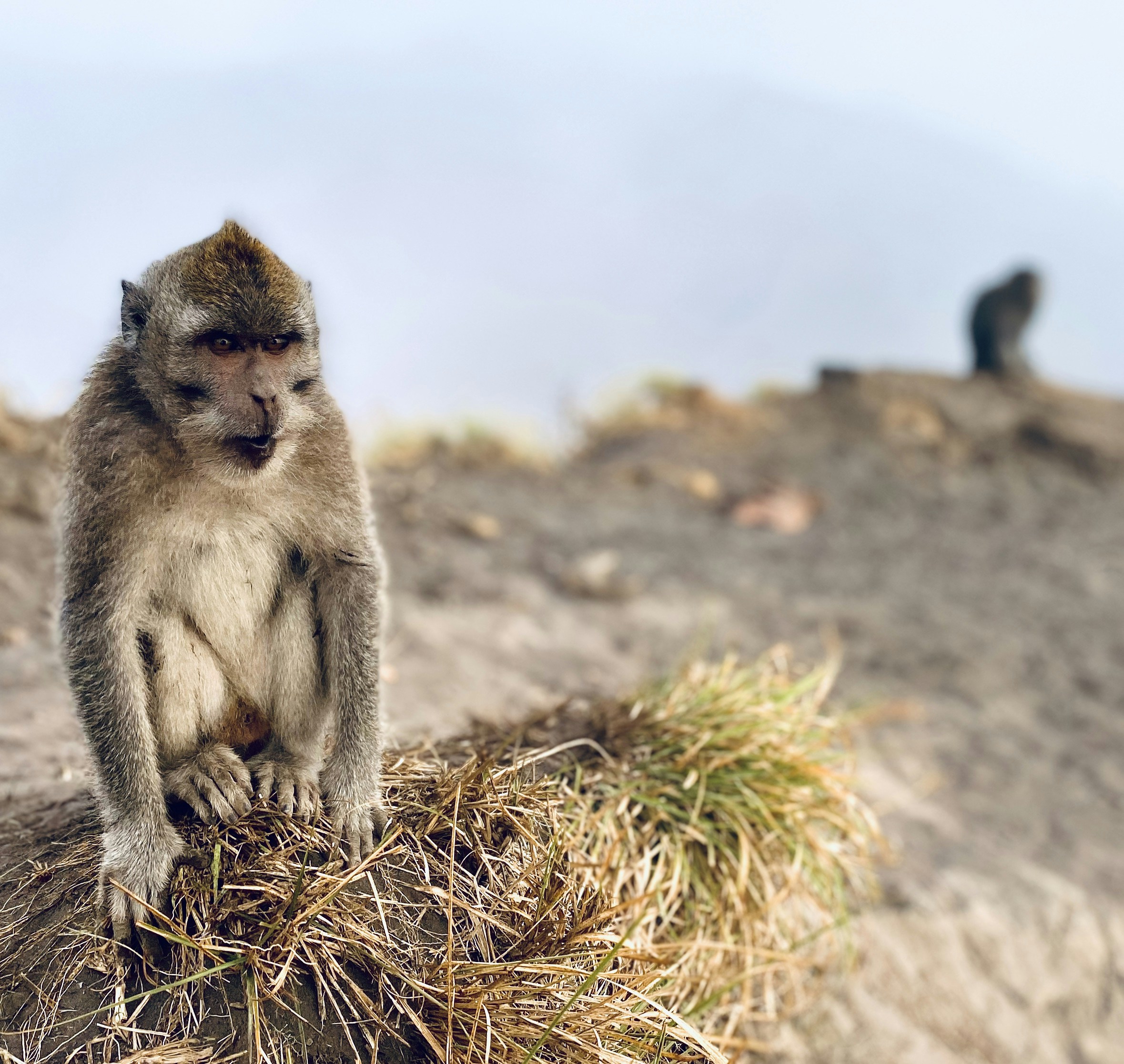 Ridge Watcher: A macaque surveys a rocky ledge
