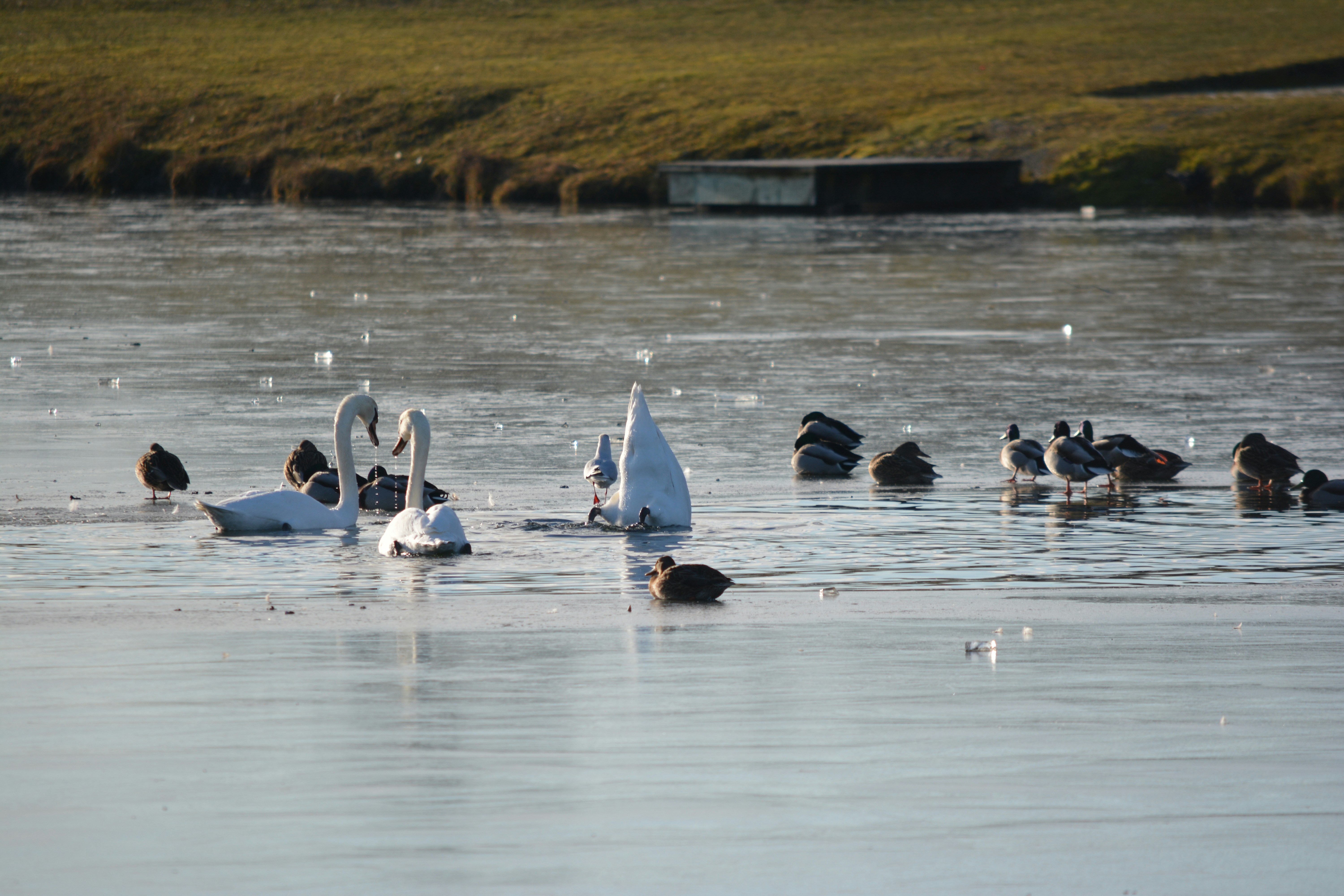 Birds are trying their best to survive on a partially frozen lake