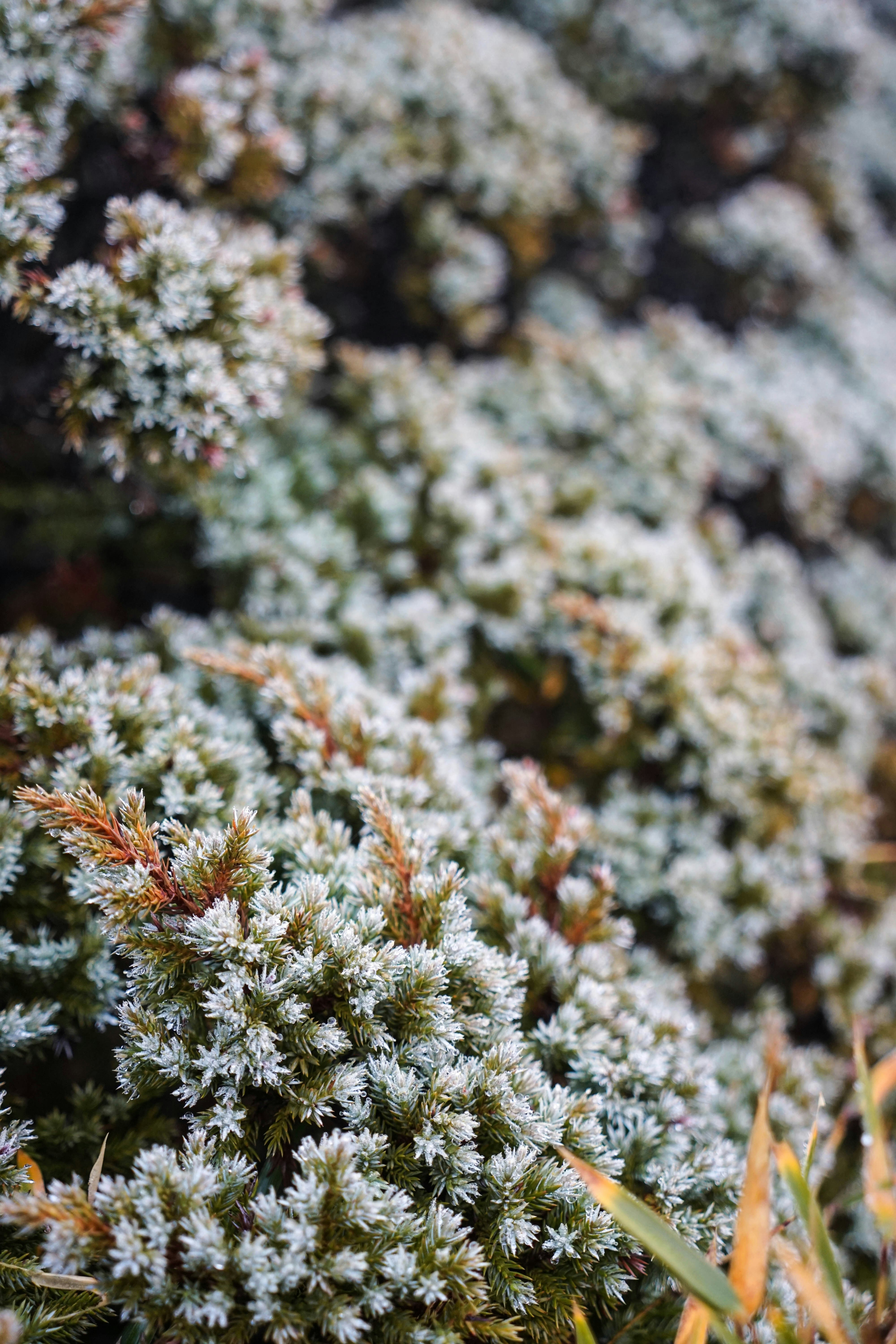 Close-up of frosted greenery showcasing delicate frost crystals on evergreen leaves. The scene captures the serene beauty of winter's embrace.