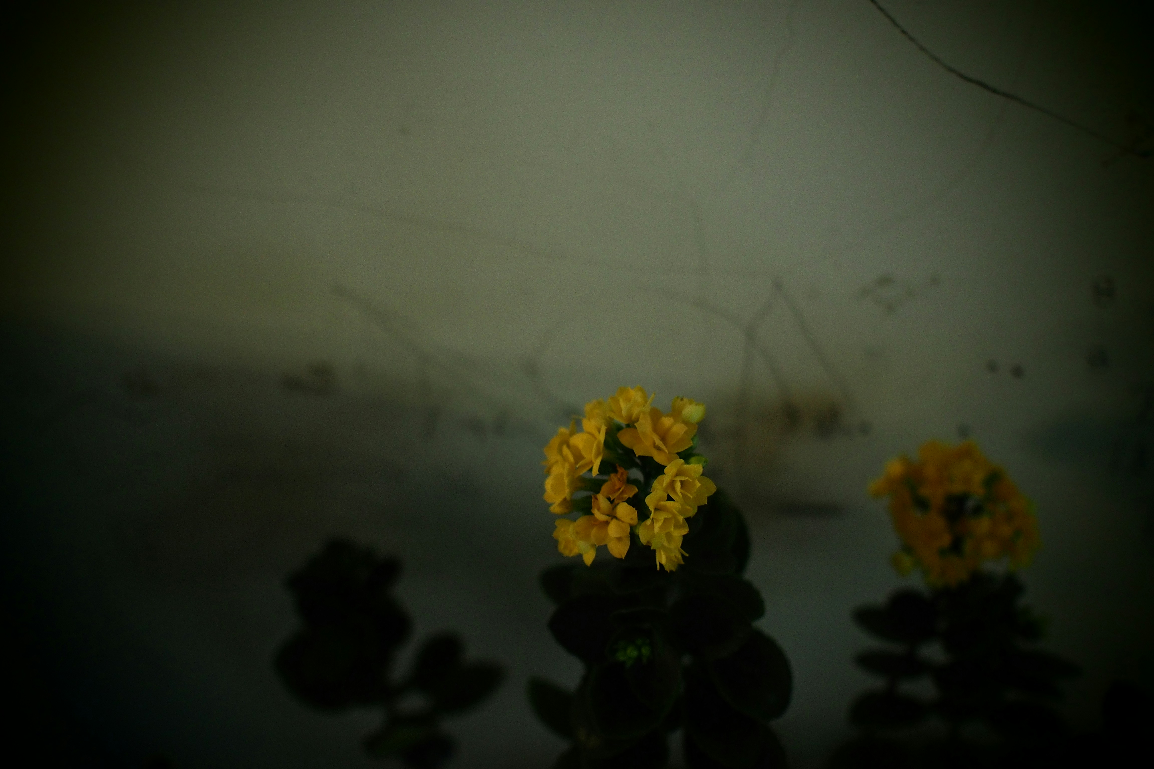 Amber Blossom in Velvet Shadows