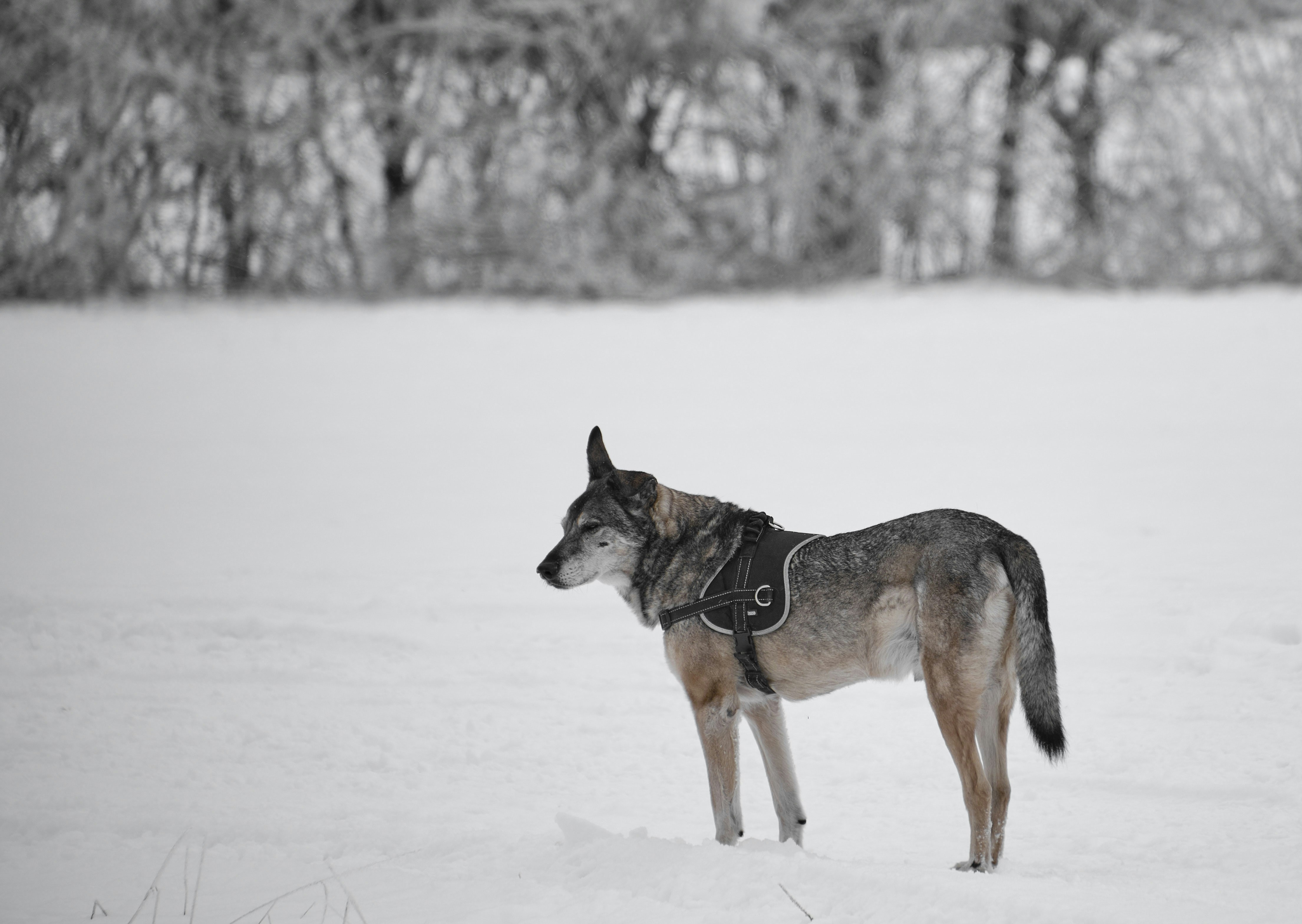 Animal Snow Pictures | Download Free Images on Unsplash
