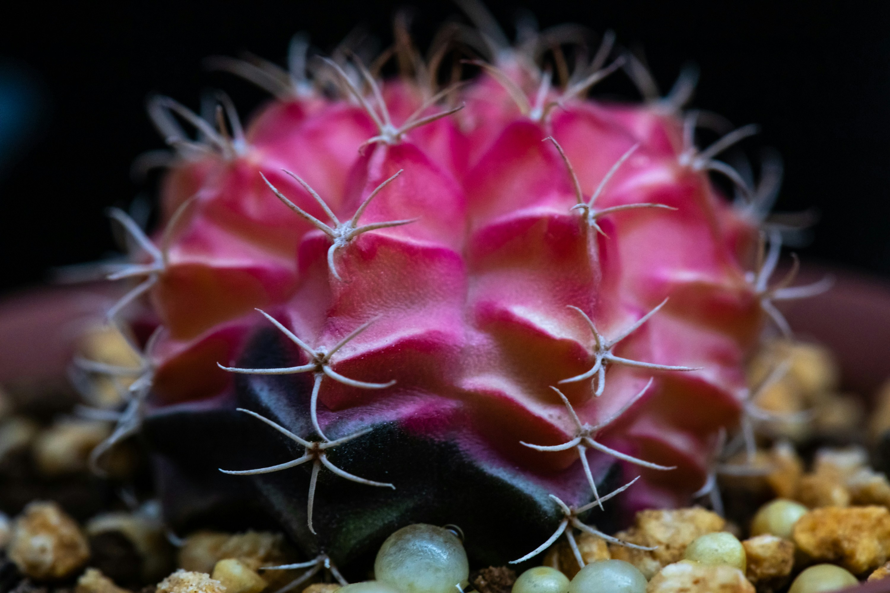 red cactus details - gymnocalycium mihanovichii variegata red purple
