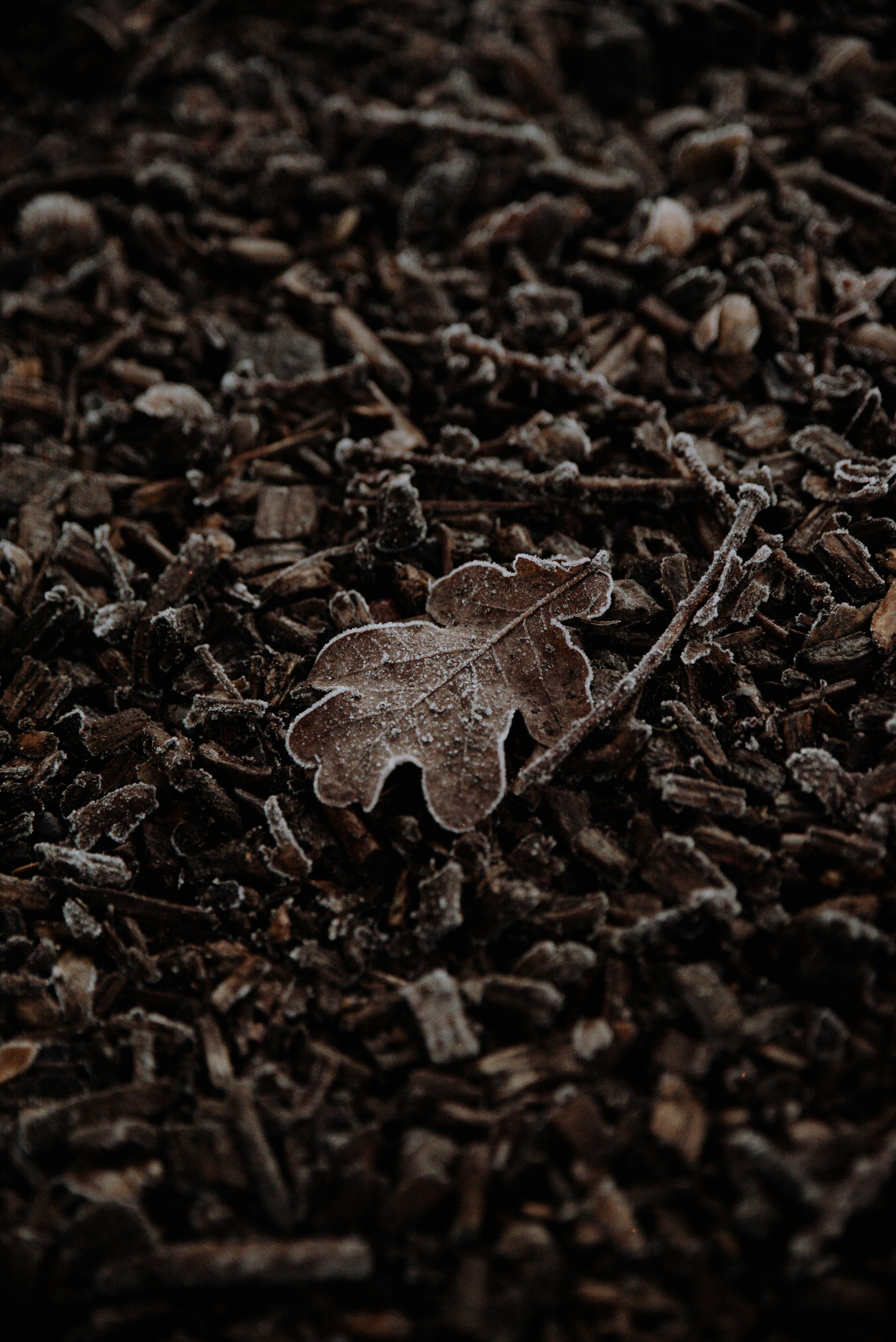 Frost-edged Oak Leaf Resting on Midnight Mulch