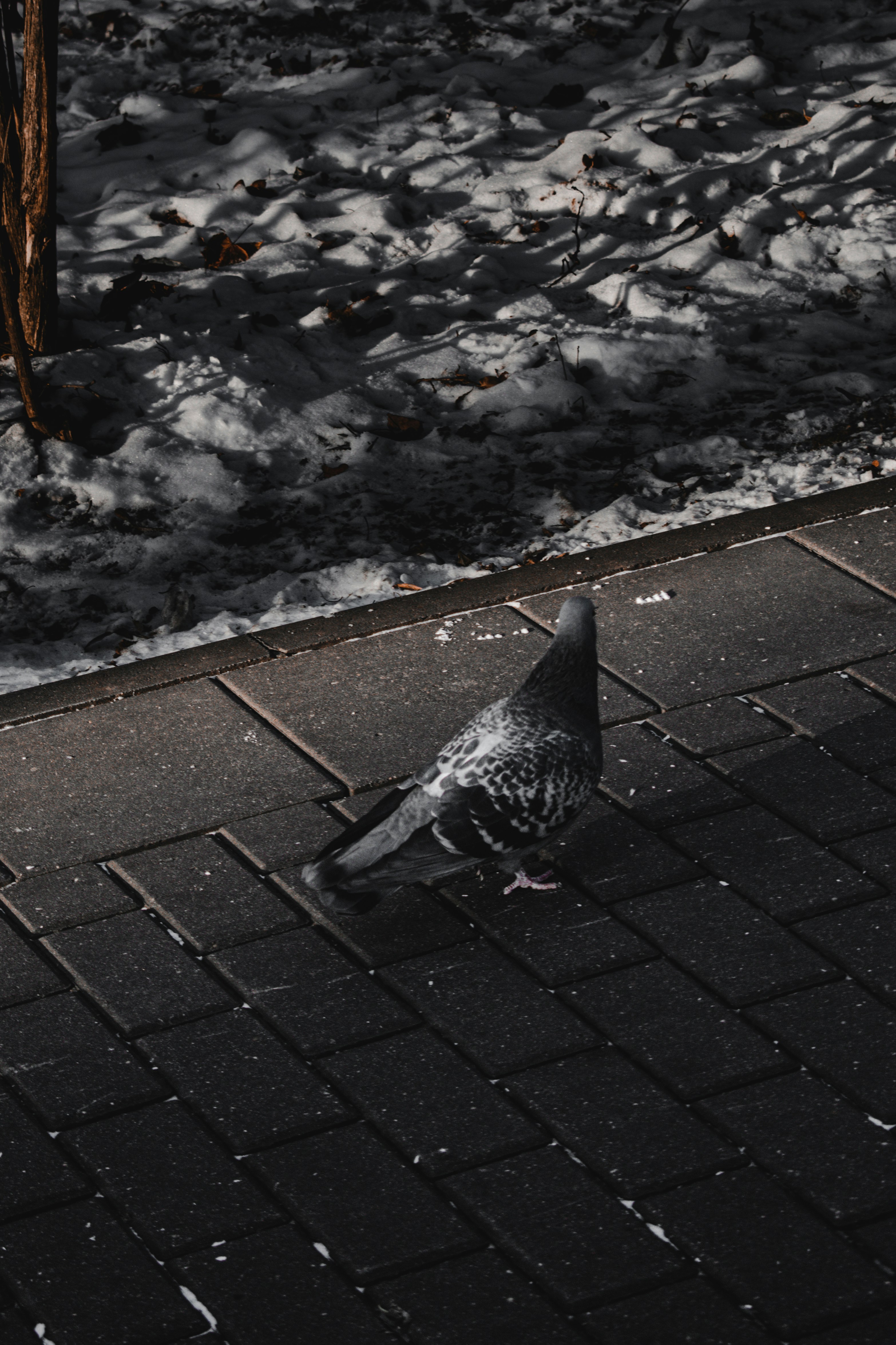 Snow-tinged Pavement Stare: Pigeon on a Bricked Sidewalk