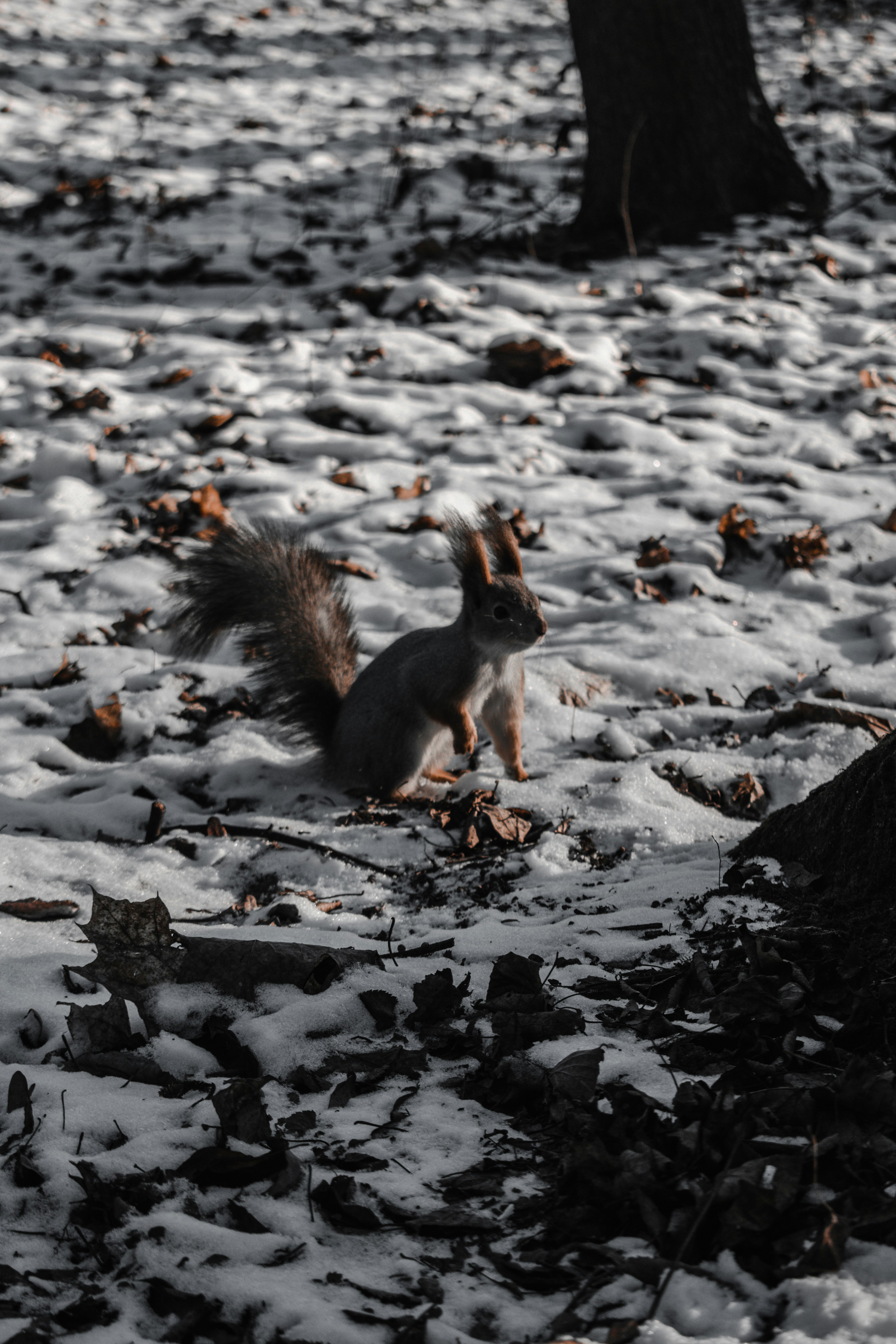 Snow-dusted Squirrel Pauses in Dappled Winter Light