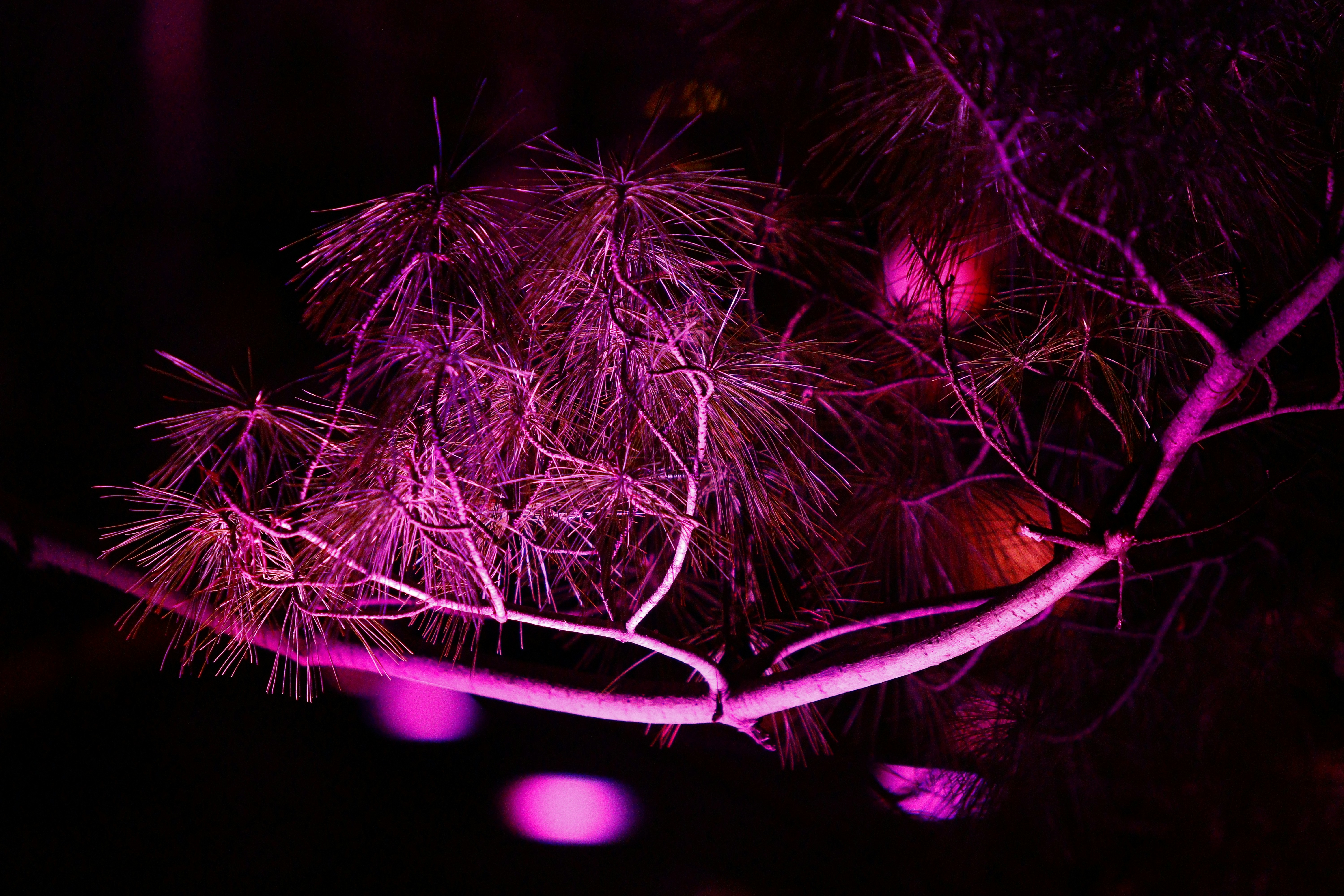 Neon-lit Pine Sprigs in a Velvet Night