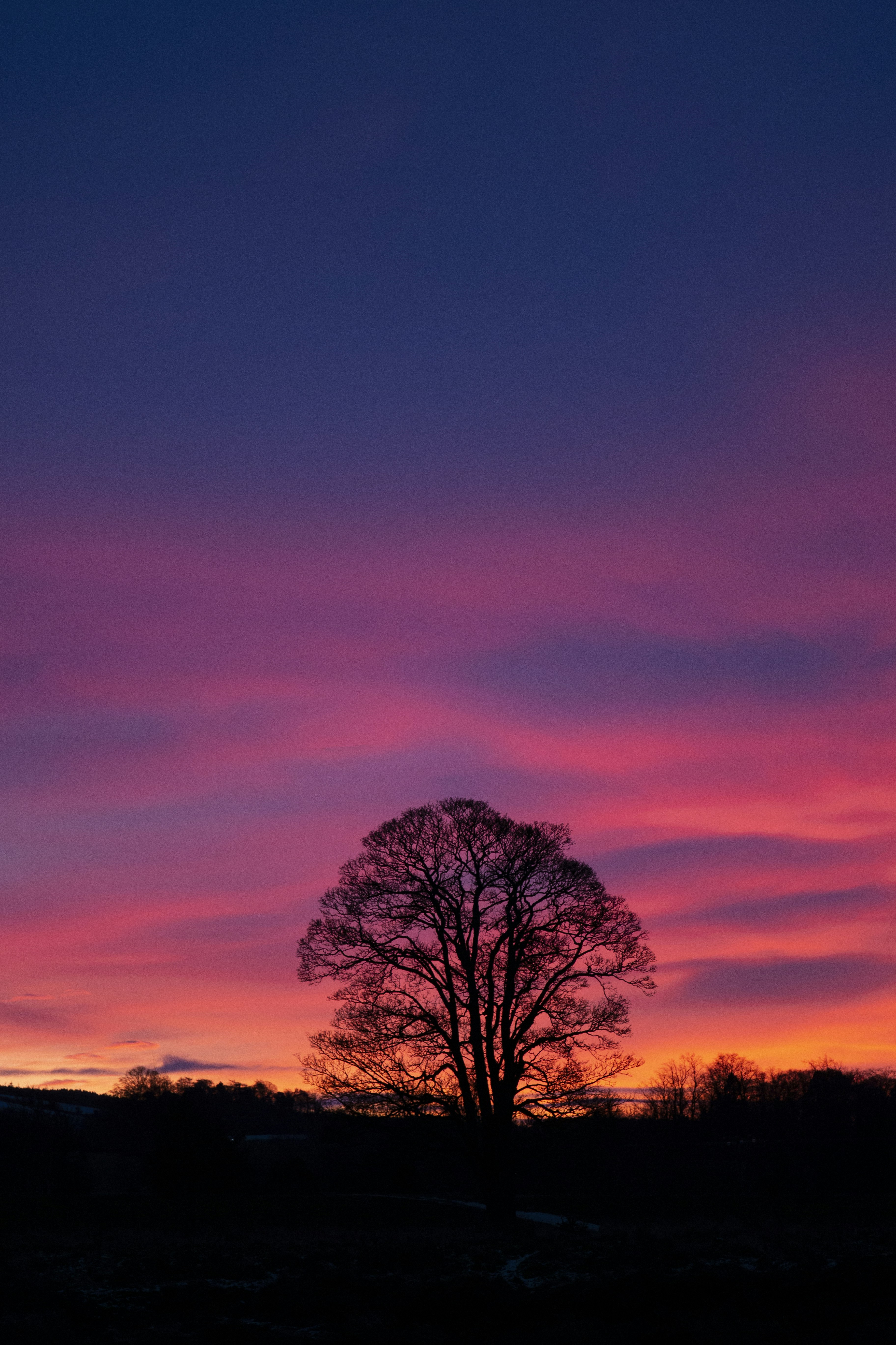 A solitary tree stands silhouetted against a vibrant twilight sky filled with hues of purple and pink.