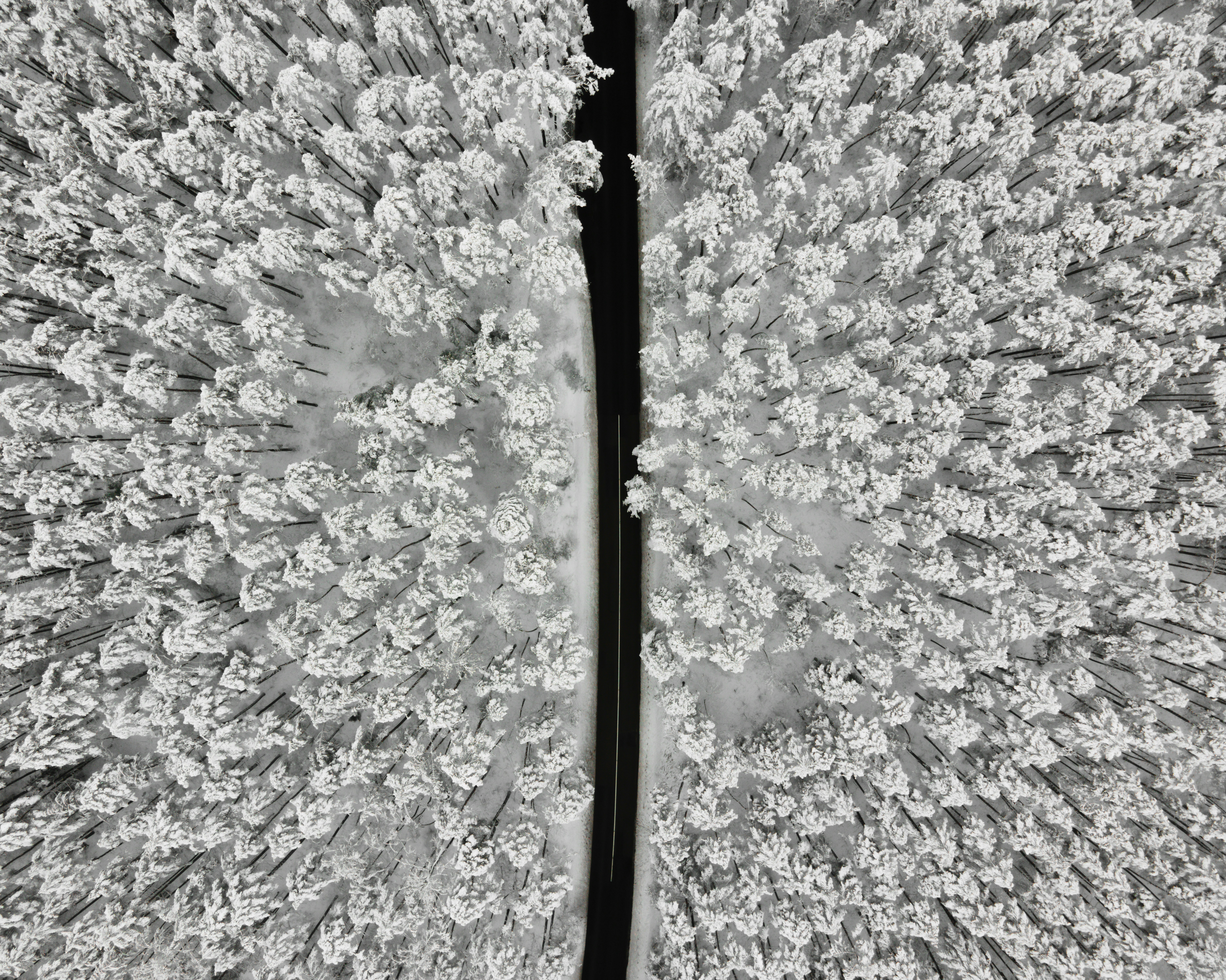 Aerial view of a snow-covered forest divided by a narrow winding road, showcasing the contrast between the dense white trees and the asphalt path. 