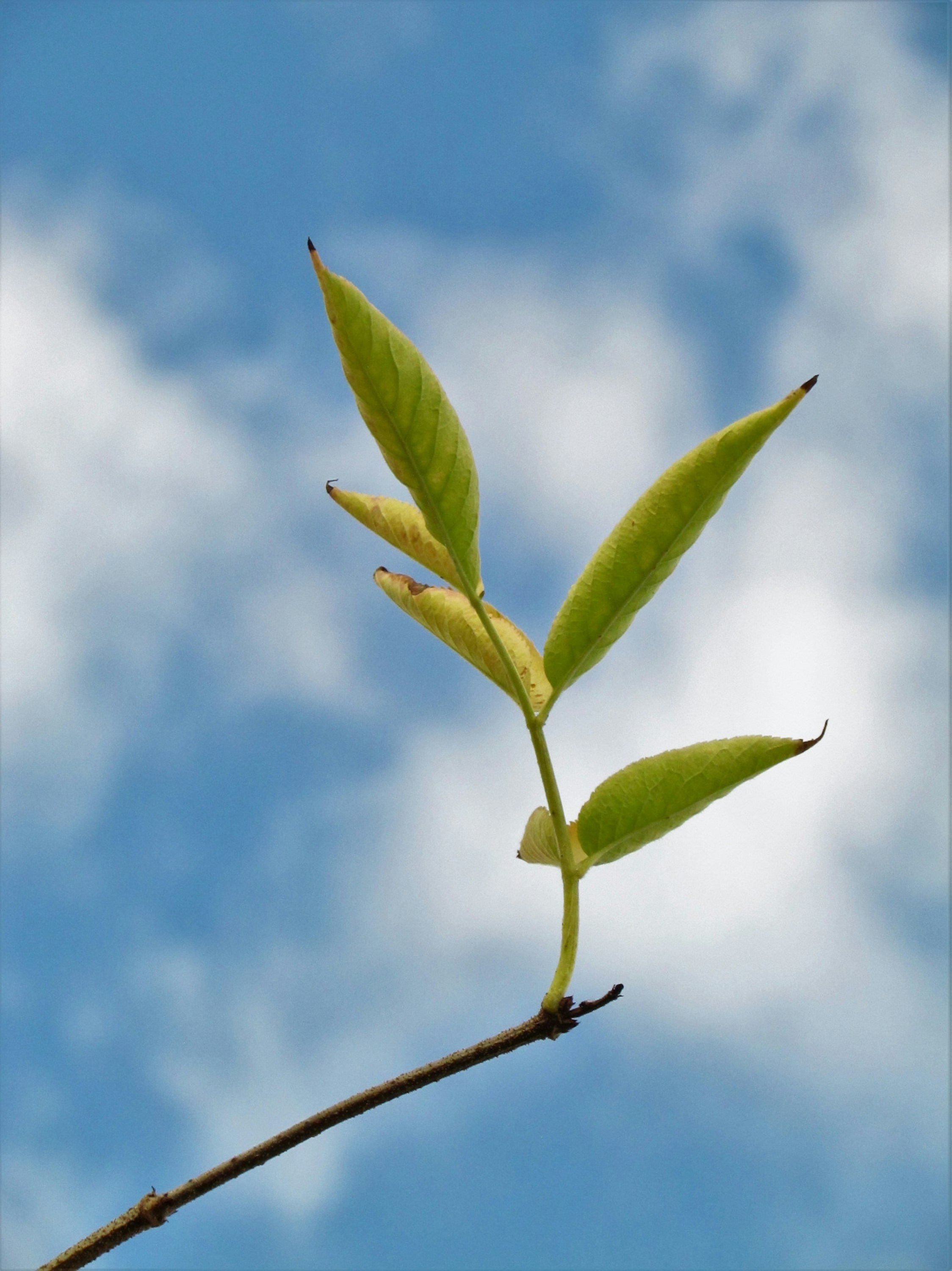 Delicate green leaves sprouting from a slender branch, set against a backdrop of soft clouds and blue sky.