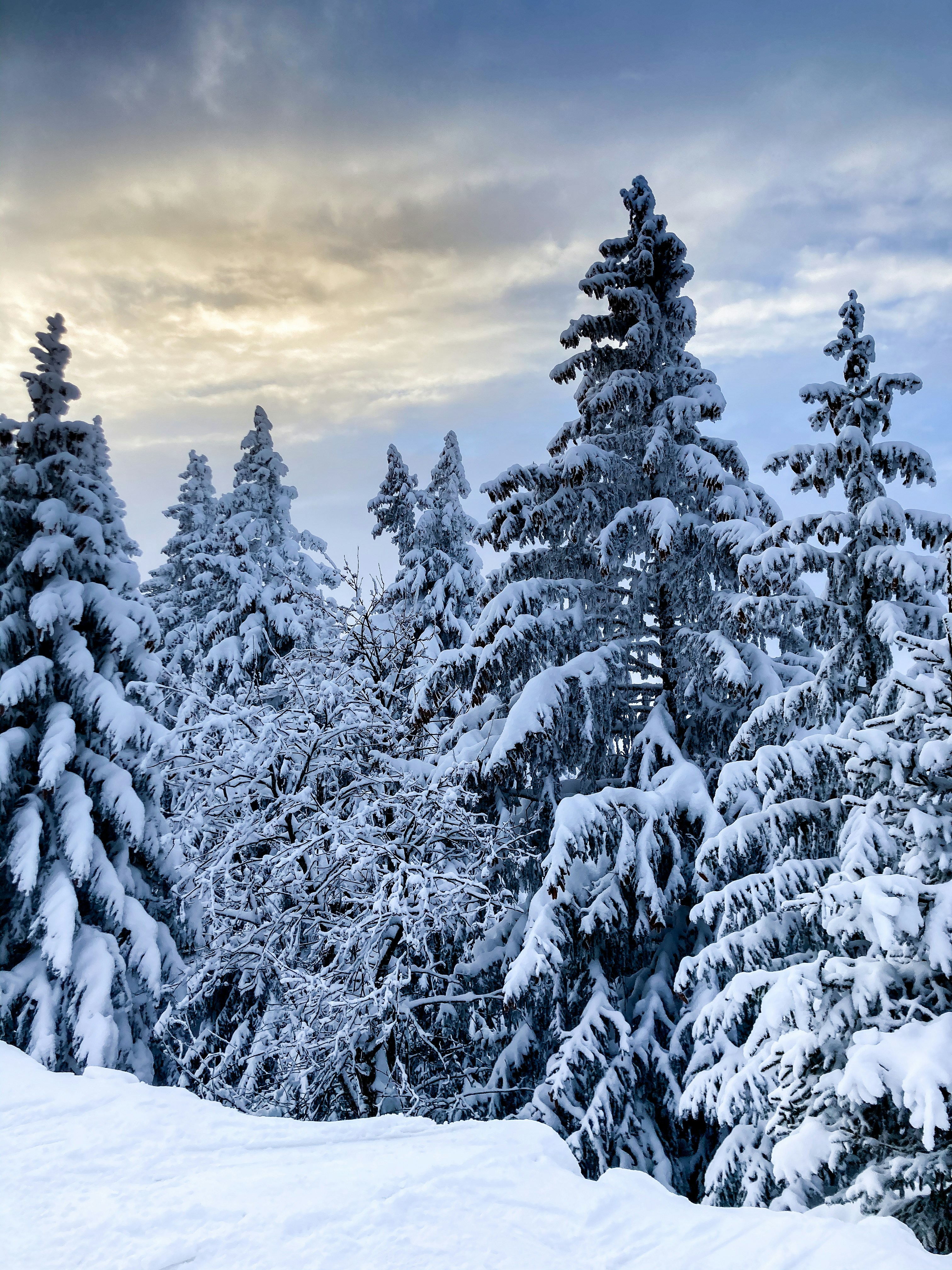 A snow covered forest filled with lots of trees photo – Free Forest ...