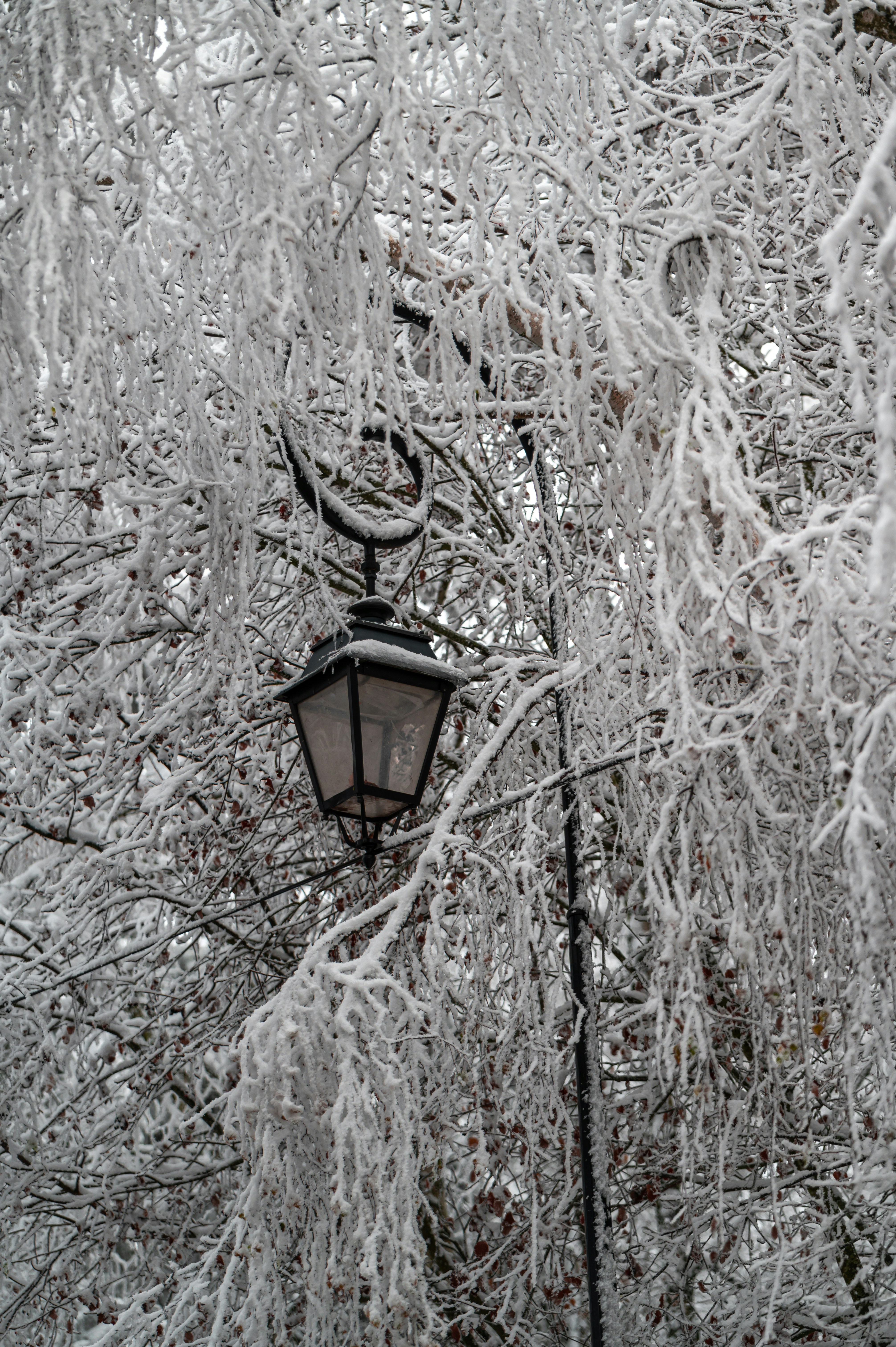 Frostbound Lantern in a Tangle of Winter Branches