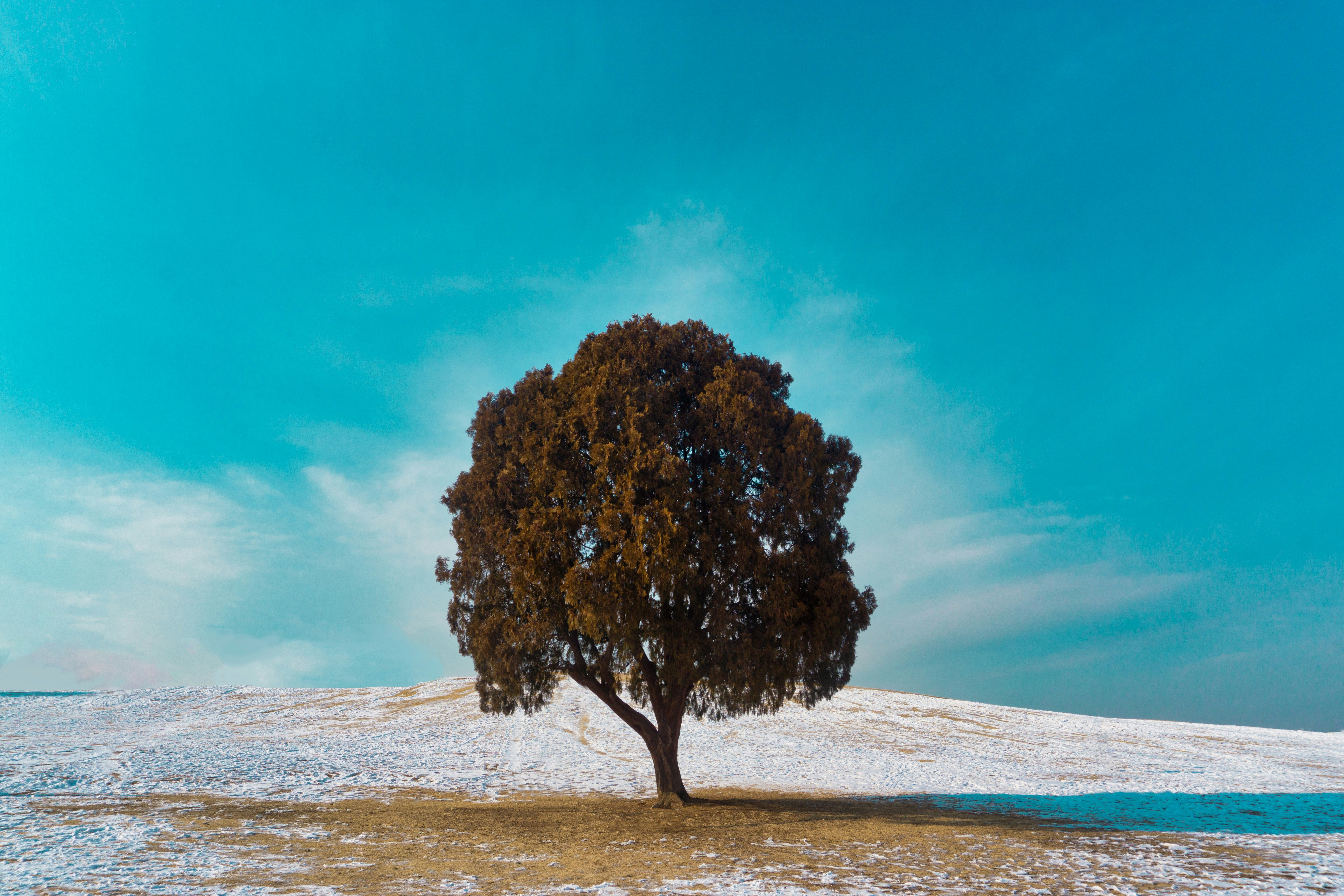 Solitary tree on a snow-dusted plain beneath a vivid cyan sky.