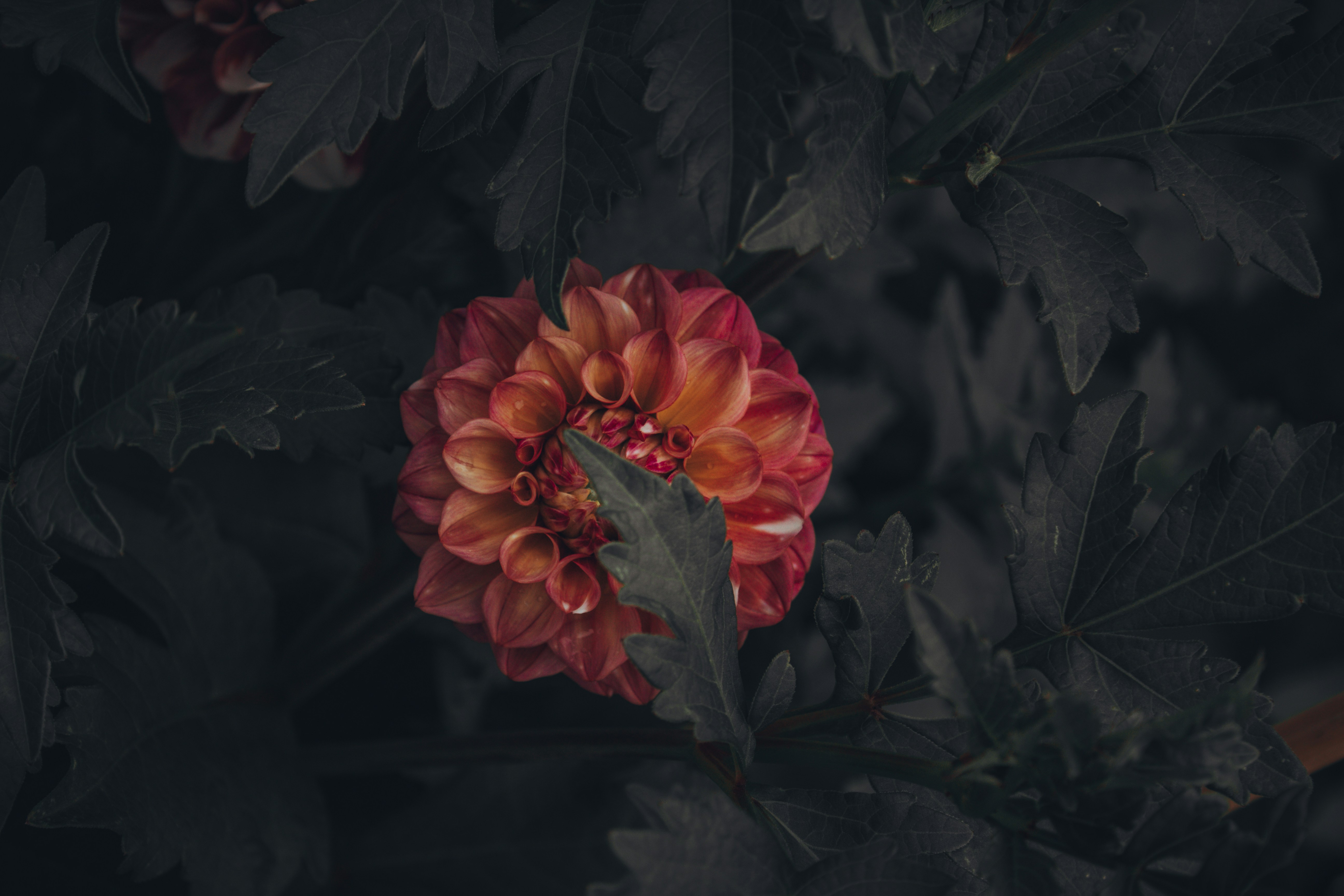 Crimson Bloom Anchored in Velvet Shadow