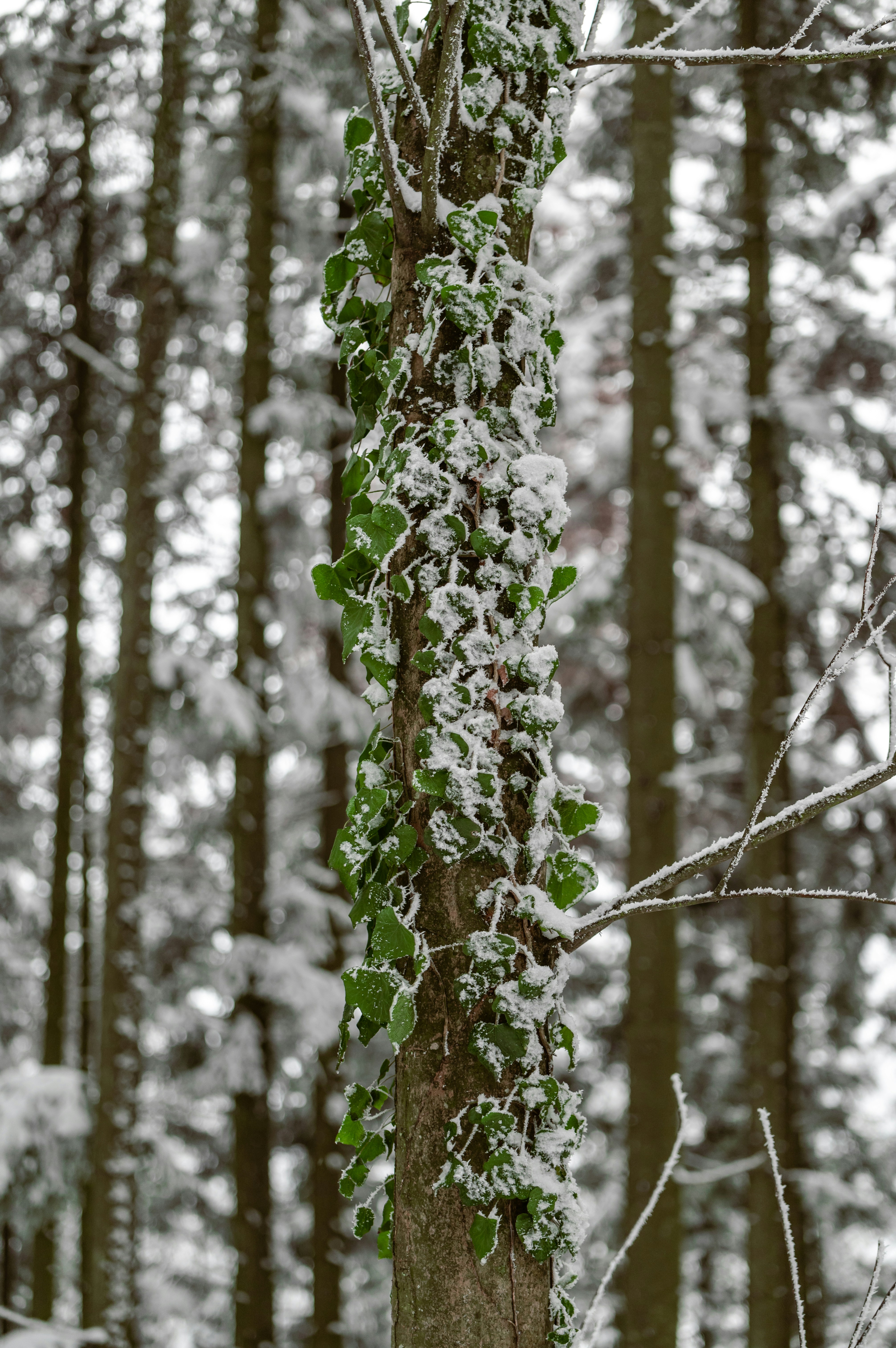 Ivy-clad trunk in a quiet snow-dusted forest
