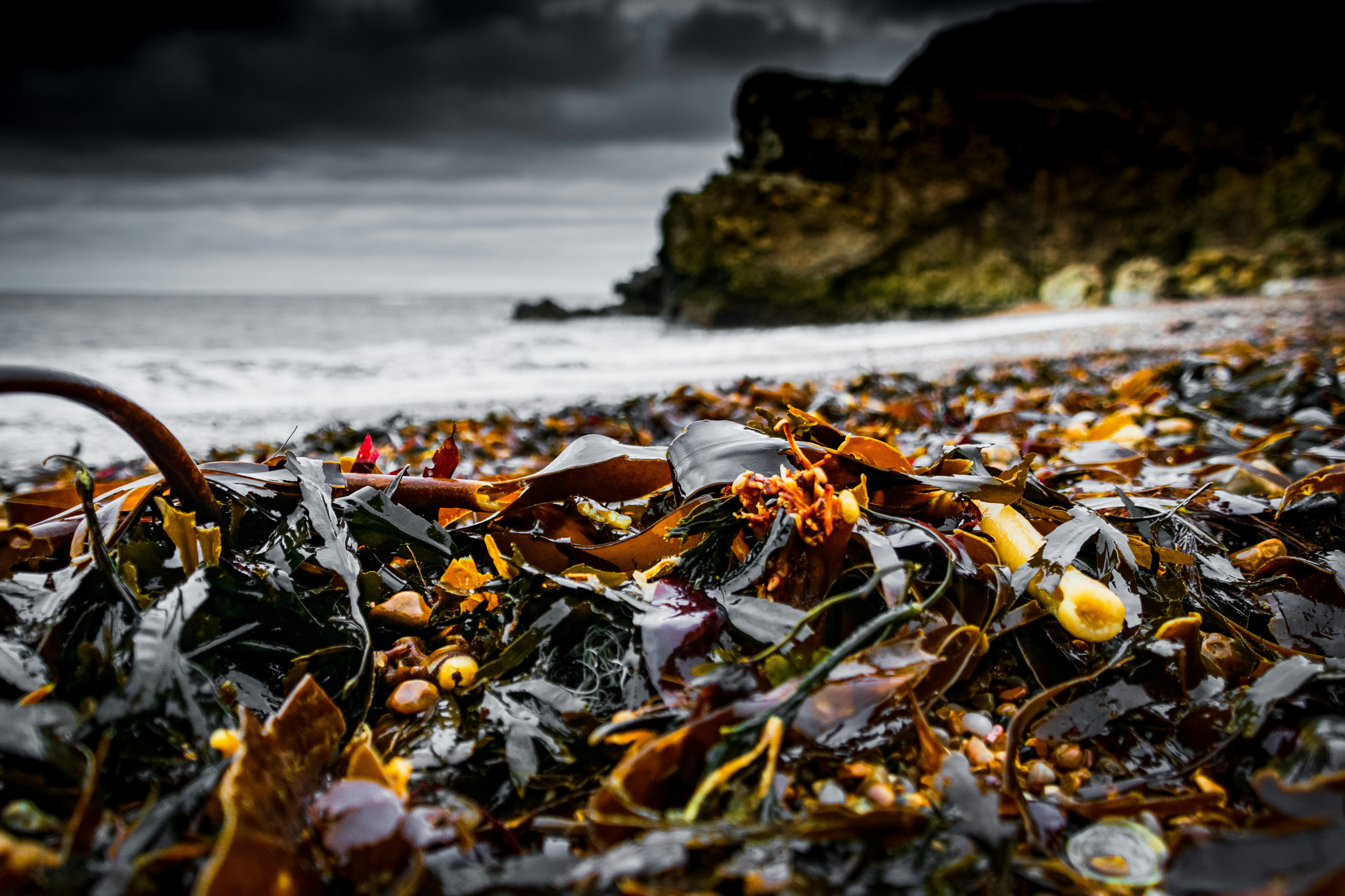Amber Seaweed Carpet at a Stormy Shore, Cliffs Looming in the Distance