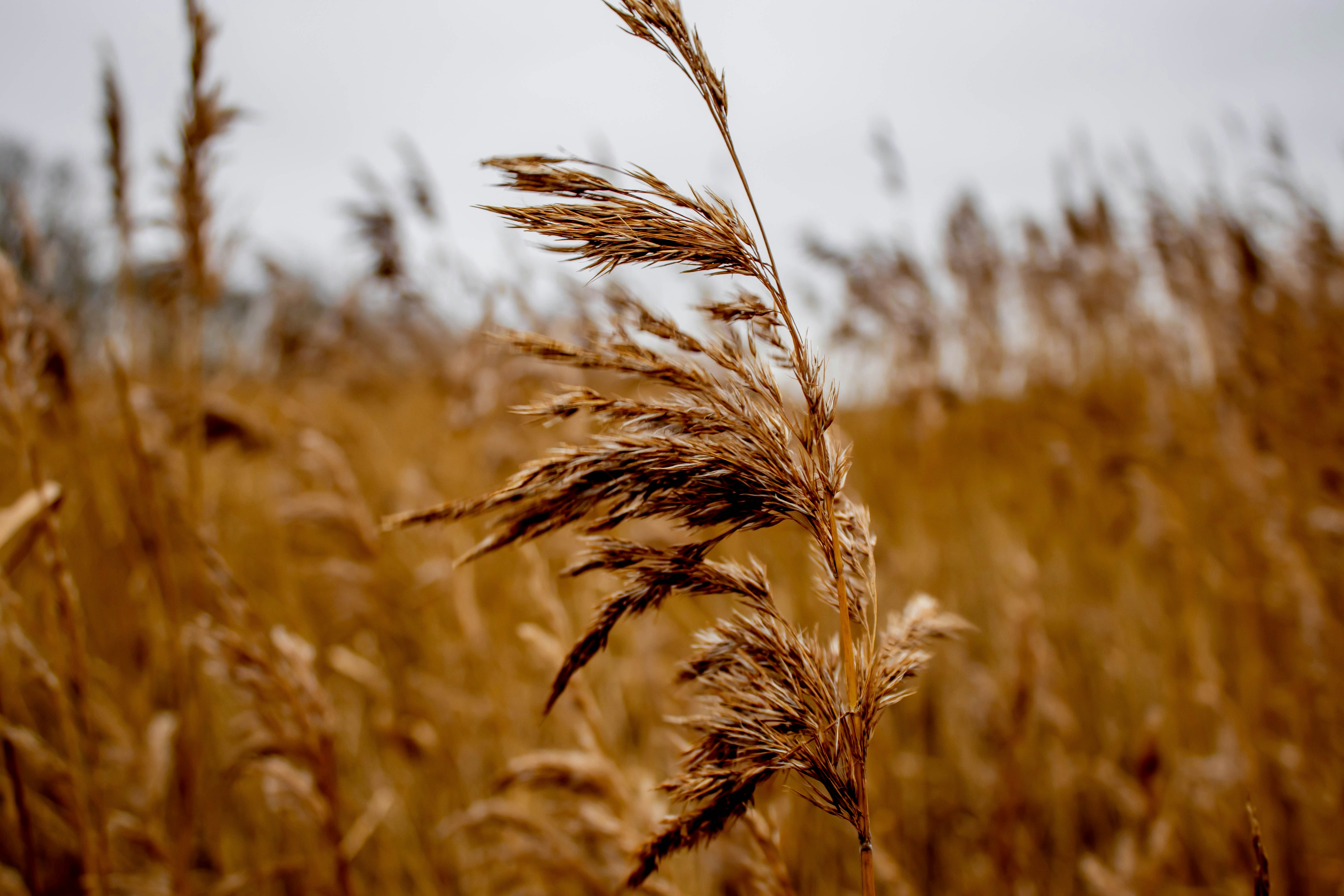 Close-up of wheat stalks swaying gently in a sunlit field.