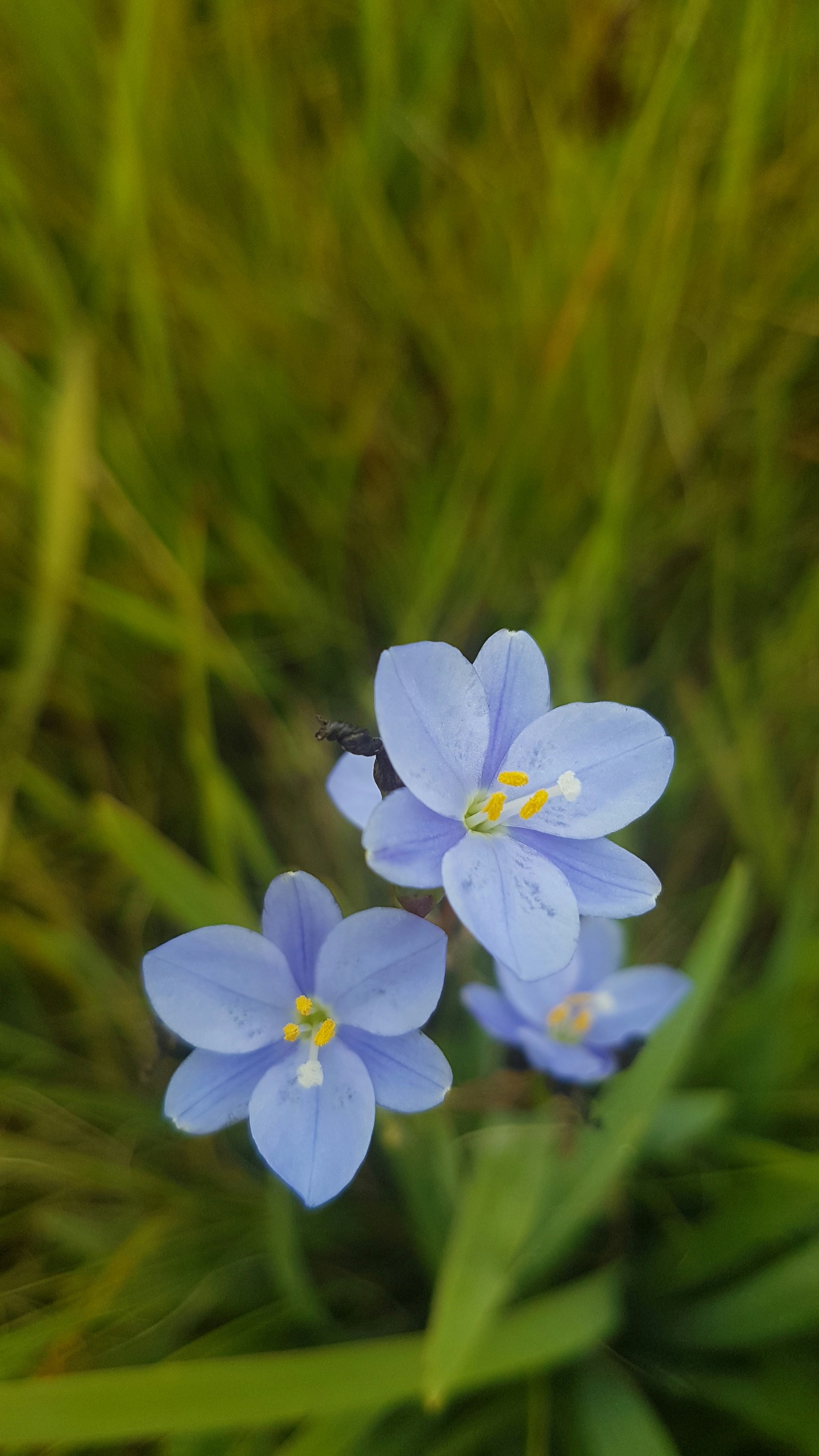 Itochu Buying Descente (8114) - ANTA Selldown Offset Or Creeping Takeover? - Travis Lundy