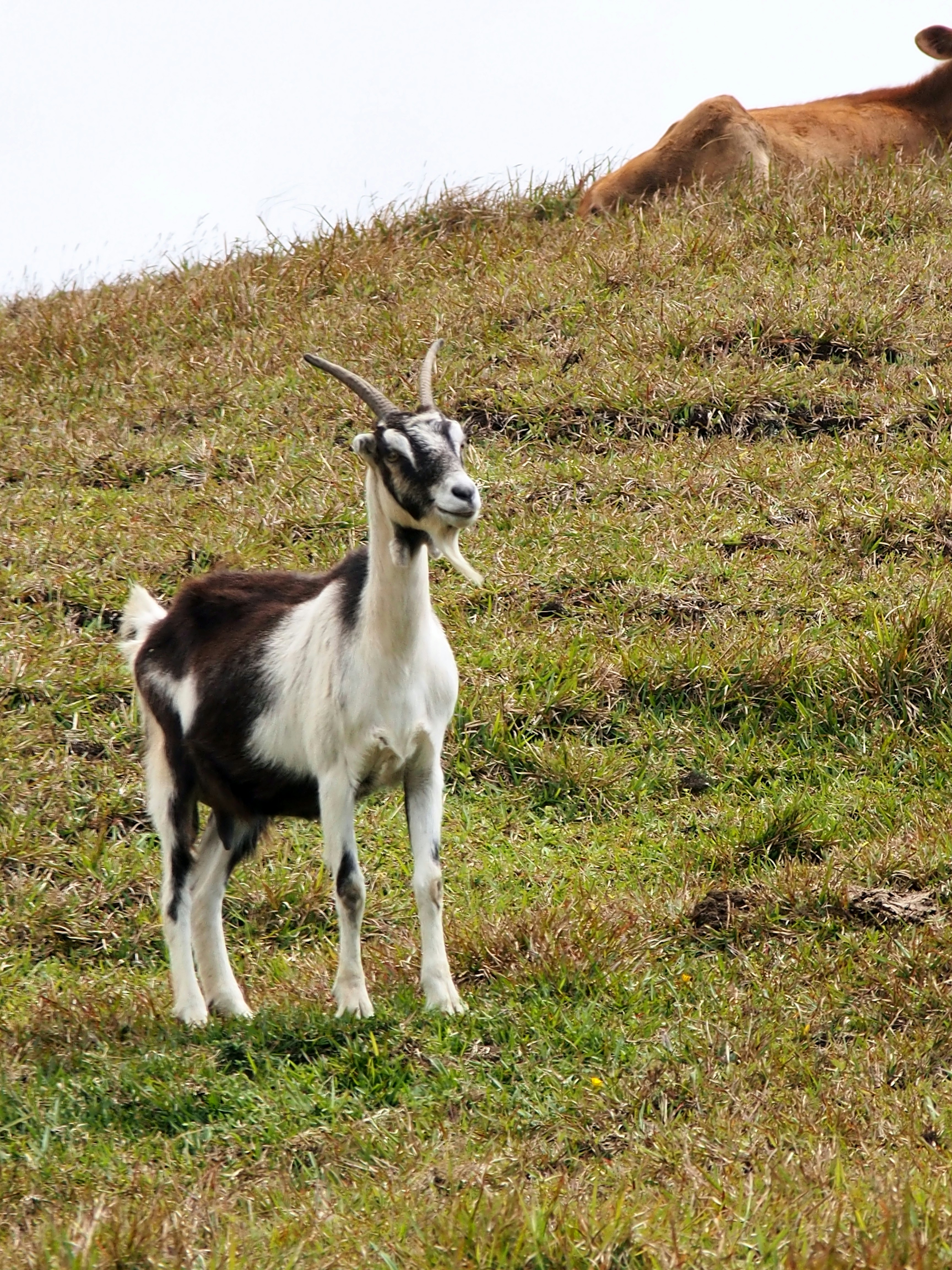 Cabra blanca y negra en campo de hierba verde durante el día foto ...