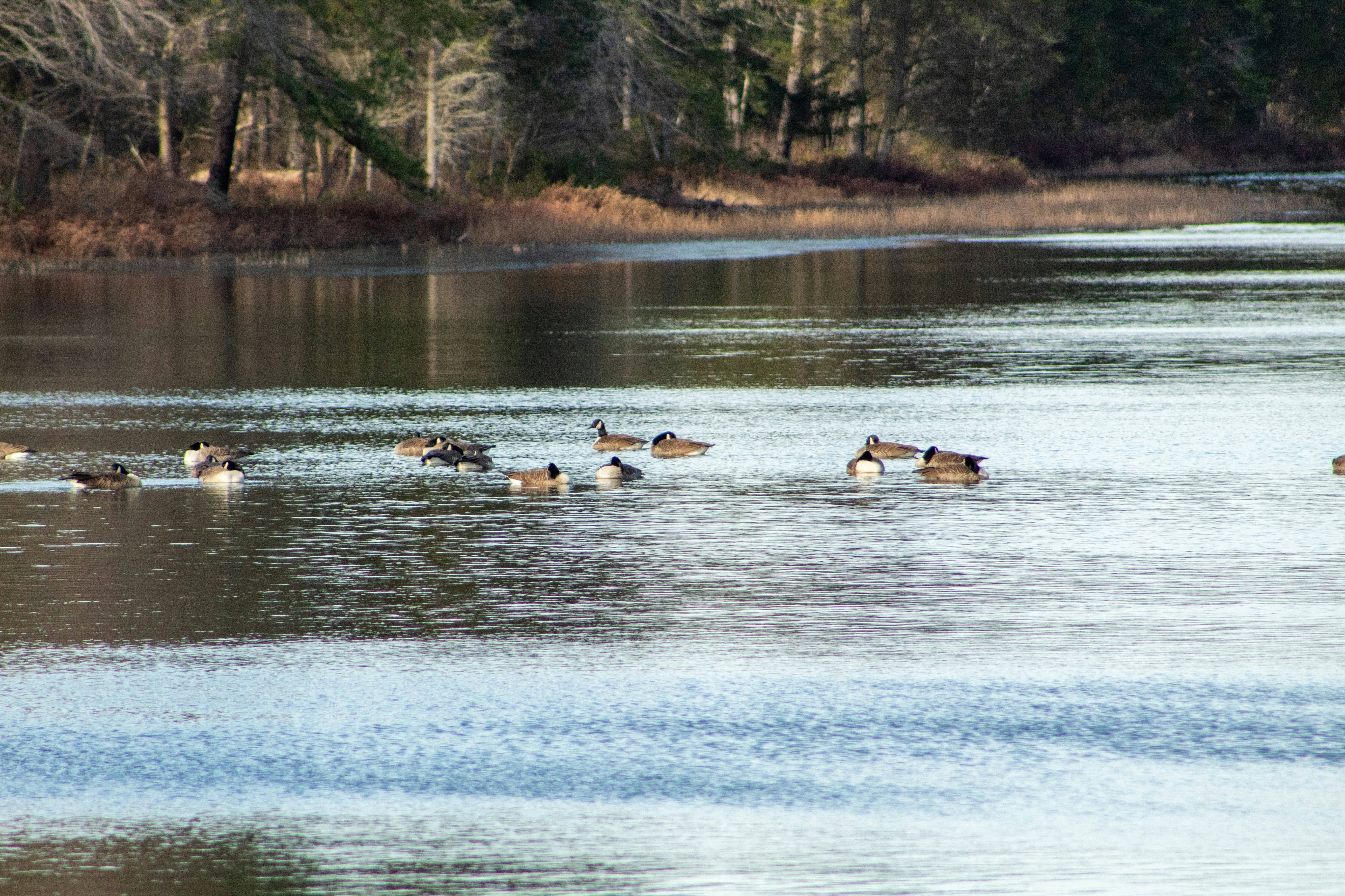 Group of ducks floating peacefully on a calm river, surrounded by trees reflecting in the water. The tranquil scene captures the essence of nature's harmony.