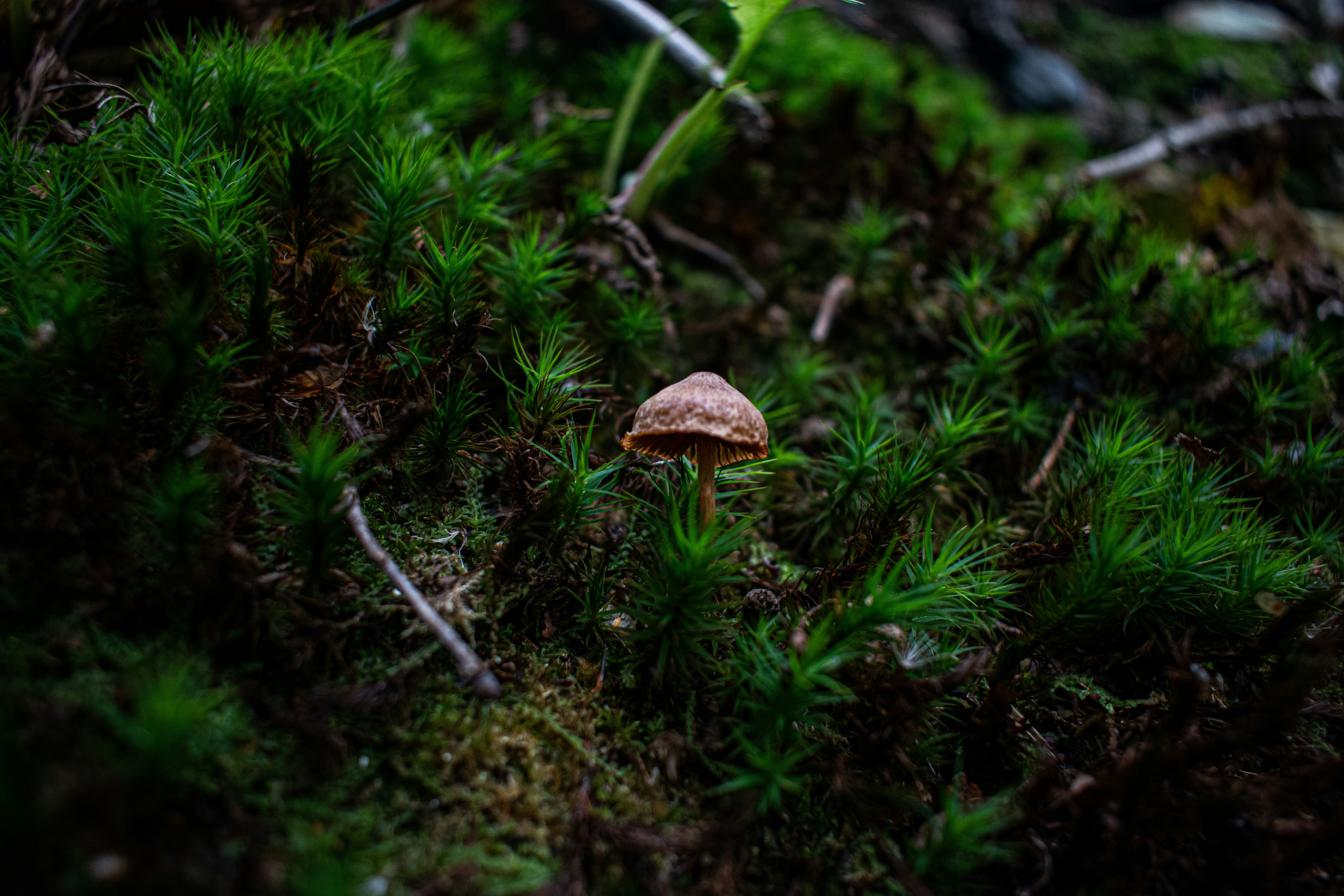 A solitary mushroom rises amidst a lush carpet of green moss, showcasing the intricate details of forest life. The interplay of light and shadow adds depth to the scene.