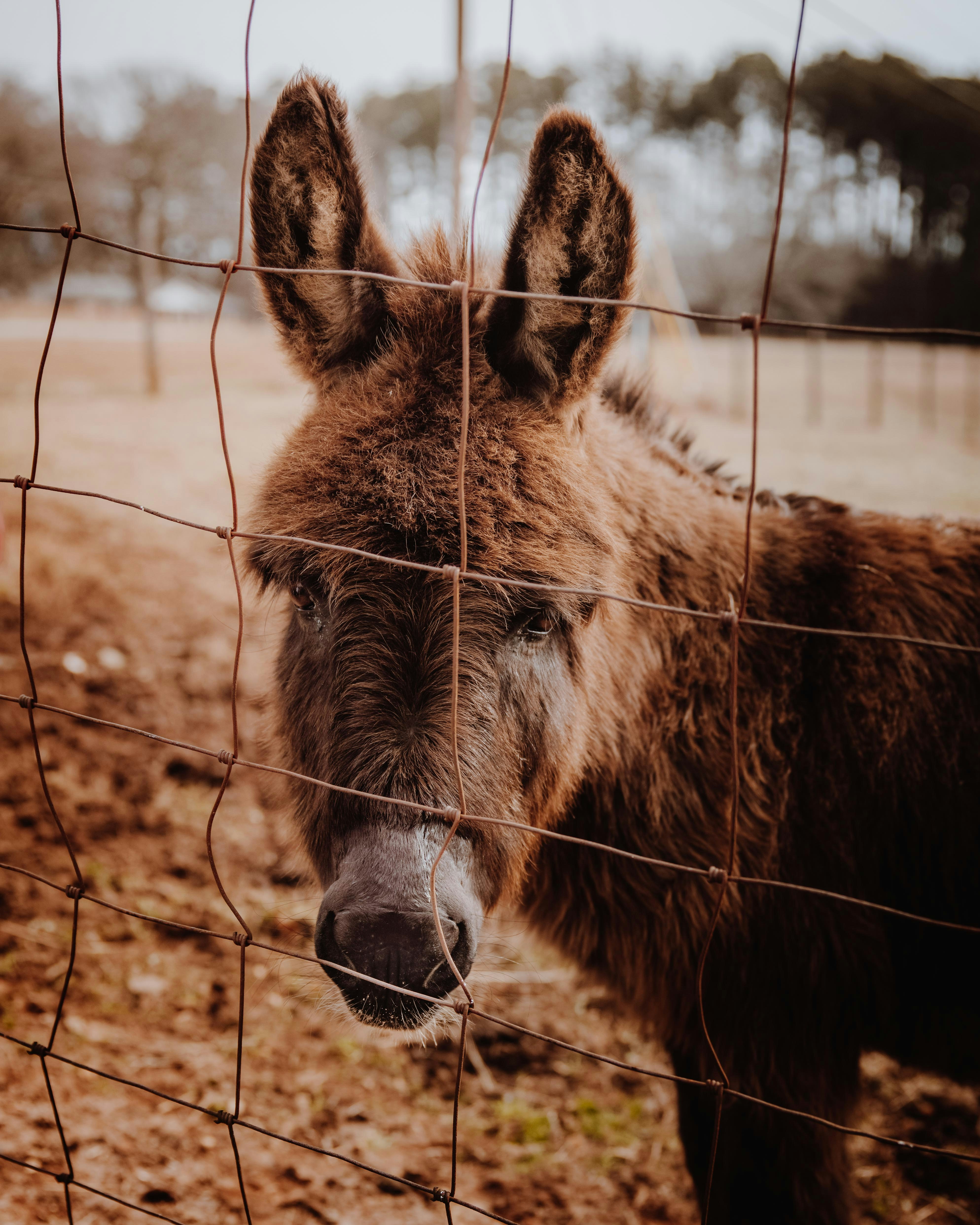 Through the Rusted Mesh: A Donkey's Quiet Gaze
