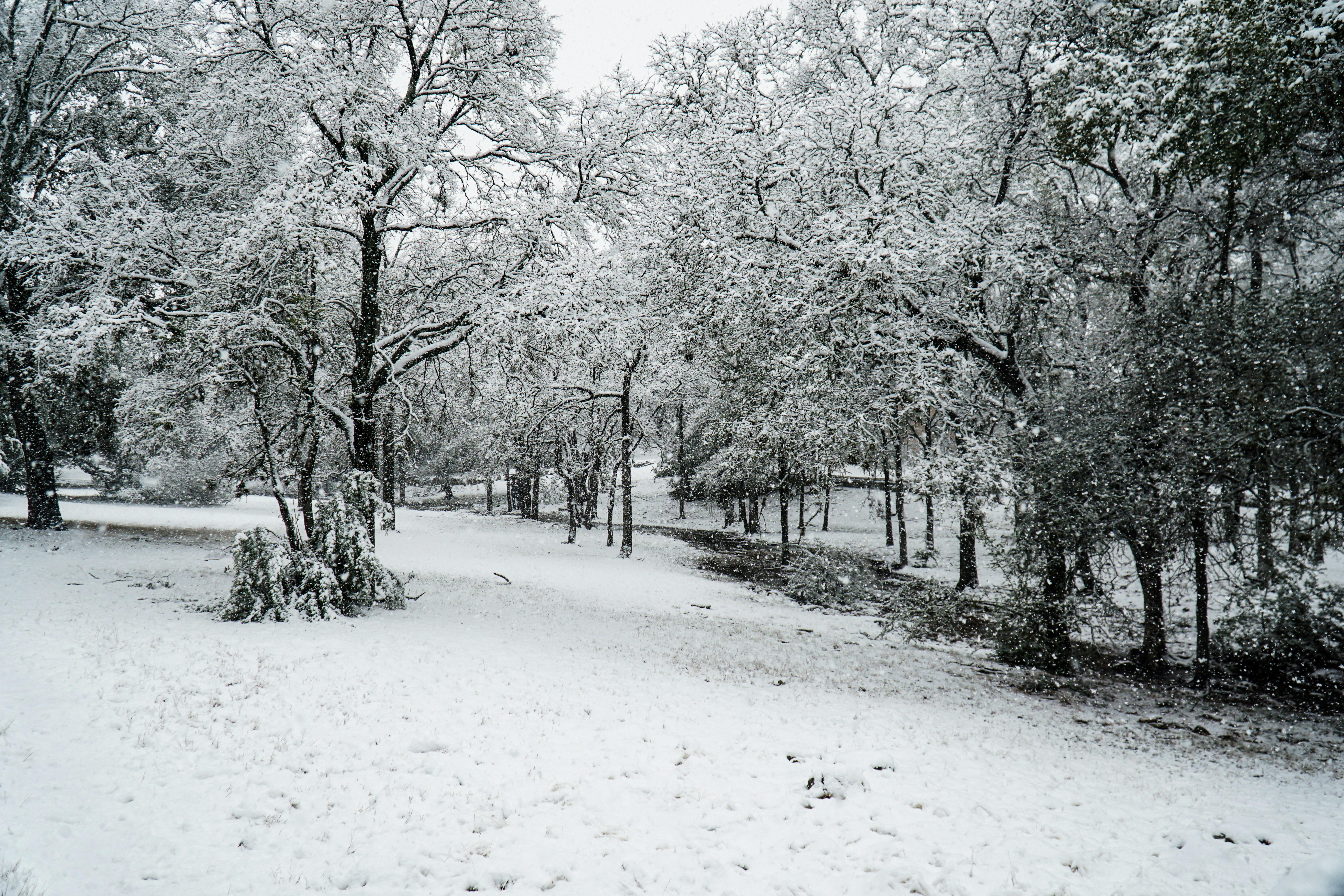 Snow-laden trees stand silently by a gentle stream in a serene woodland setting.