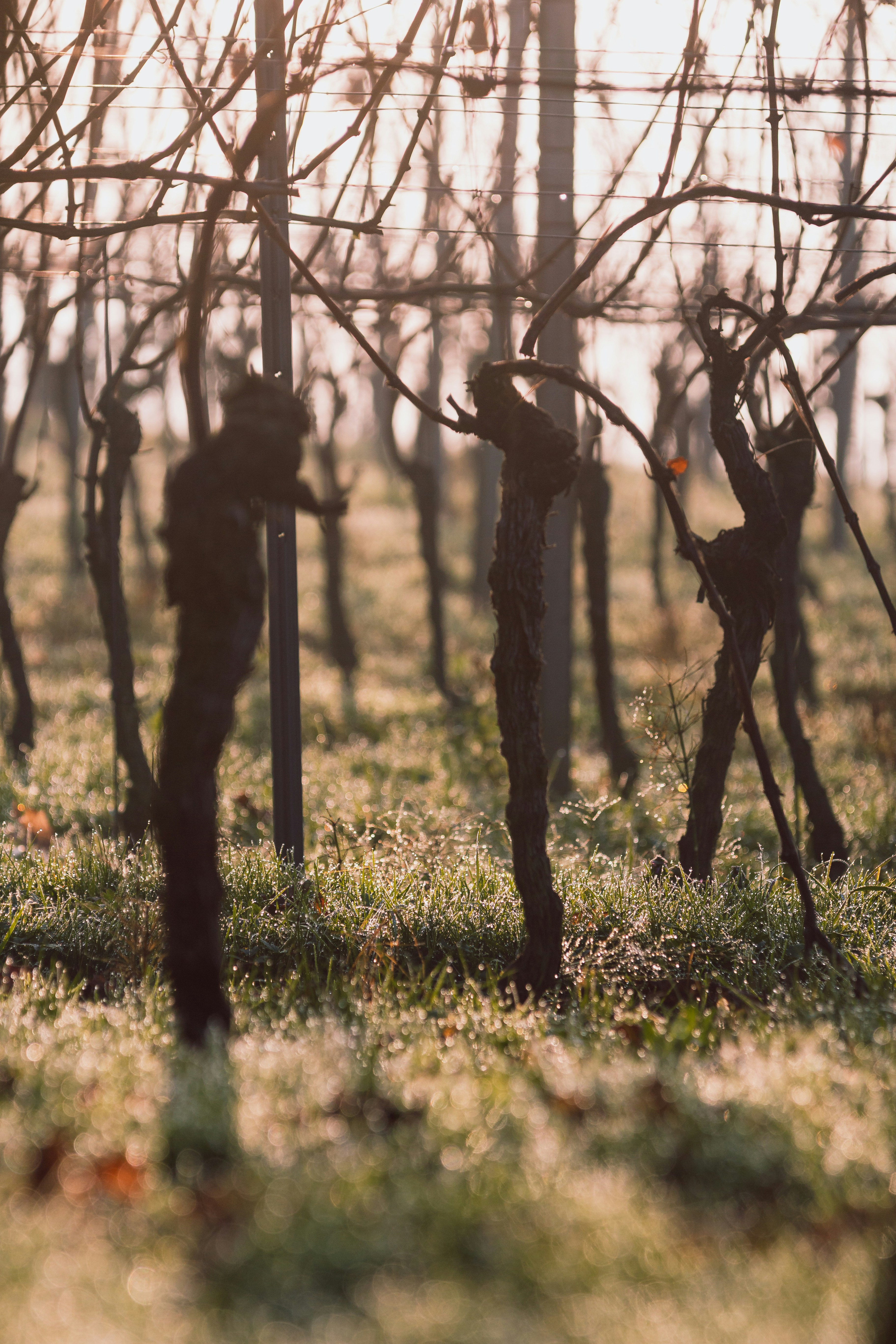 Dawn Veil Over the Vines: Dew on Twilight Rows