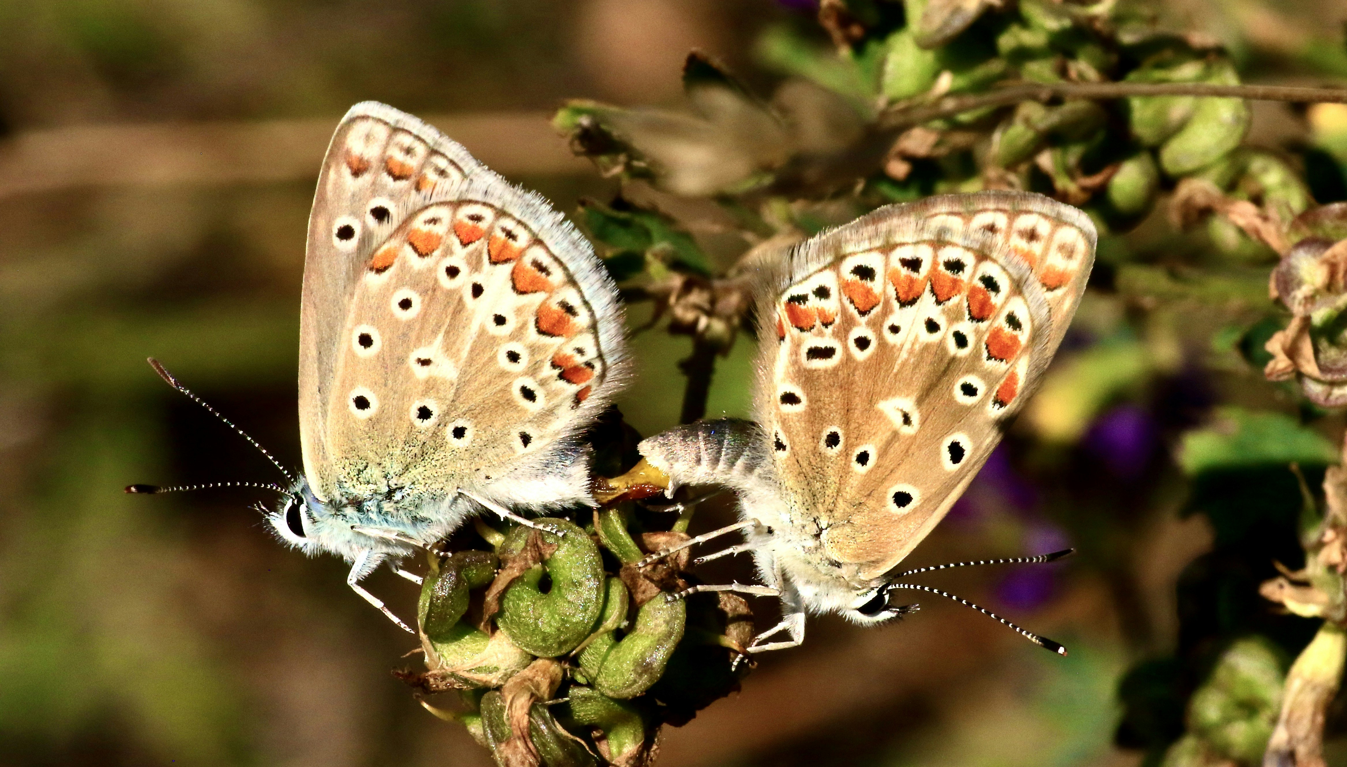 Twin Orange-Spotted Butterflies Rest on a Bud in Sunlit Stillness