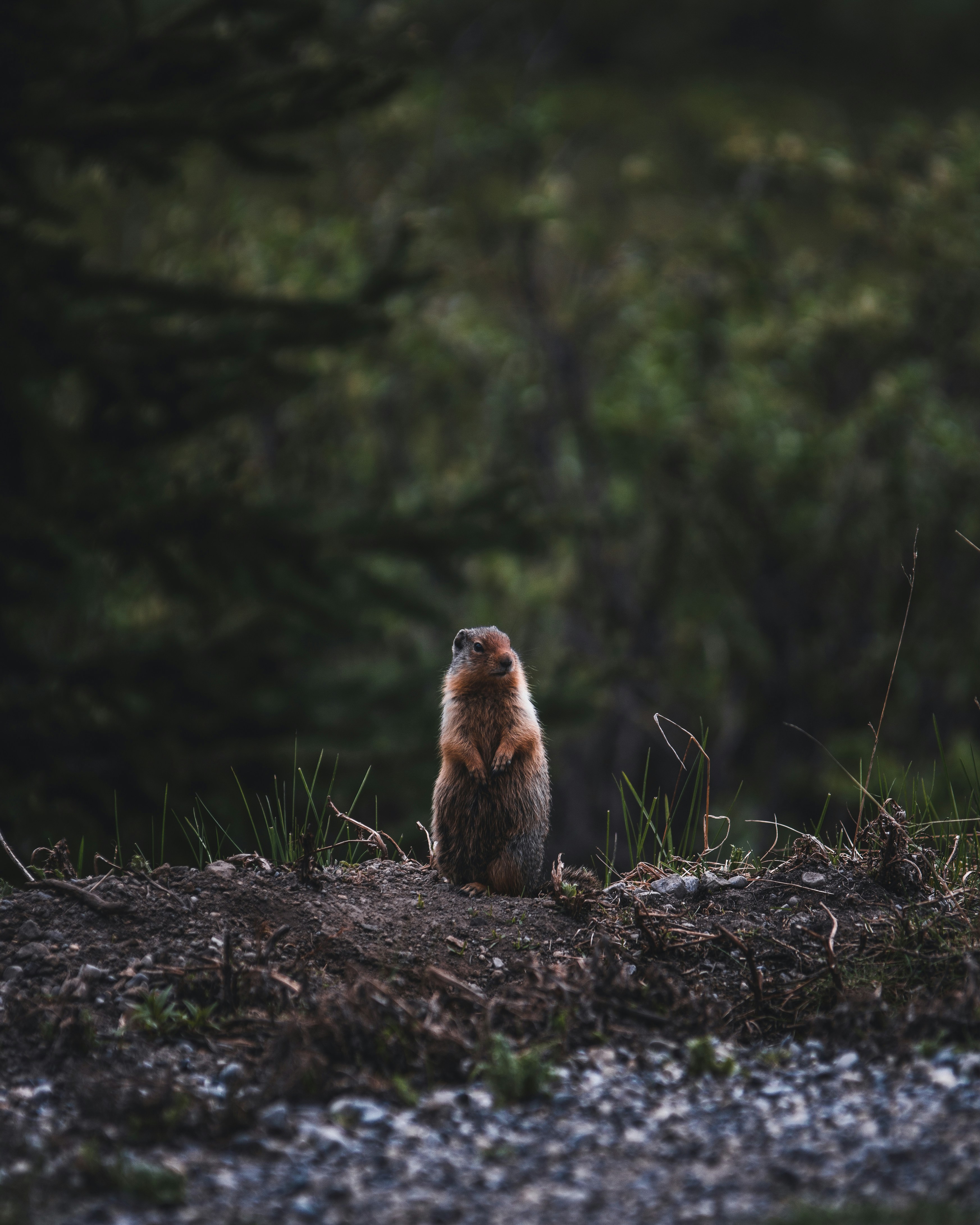 Marmot on the Ridge: a Quiet Sentinel in Dappled Light