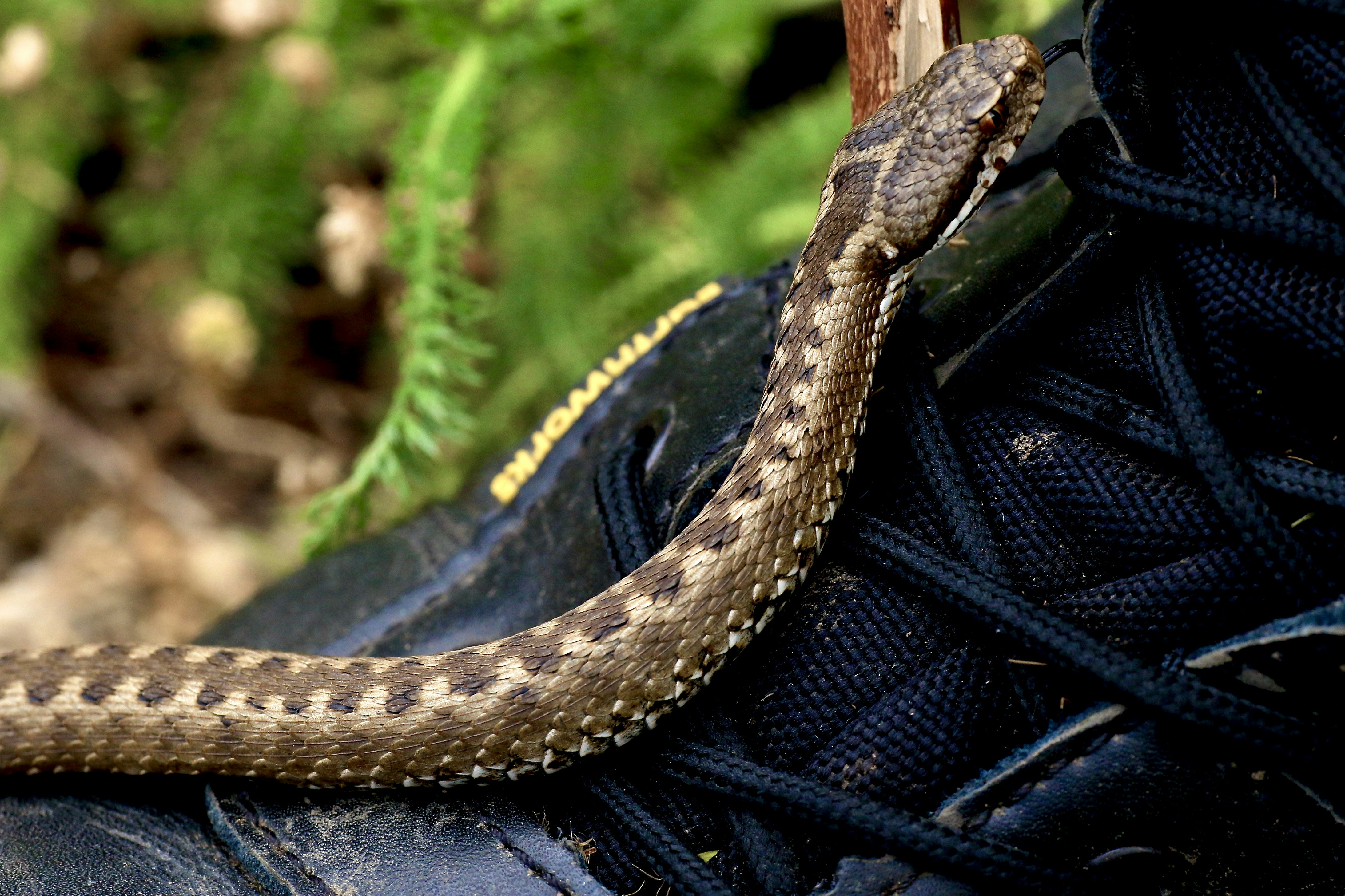 Trailbound Serpent: Close-Up of Scaled Detail Across a Hiking Boot