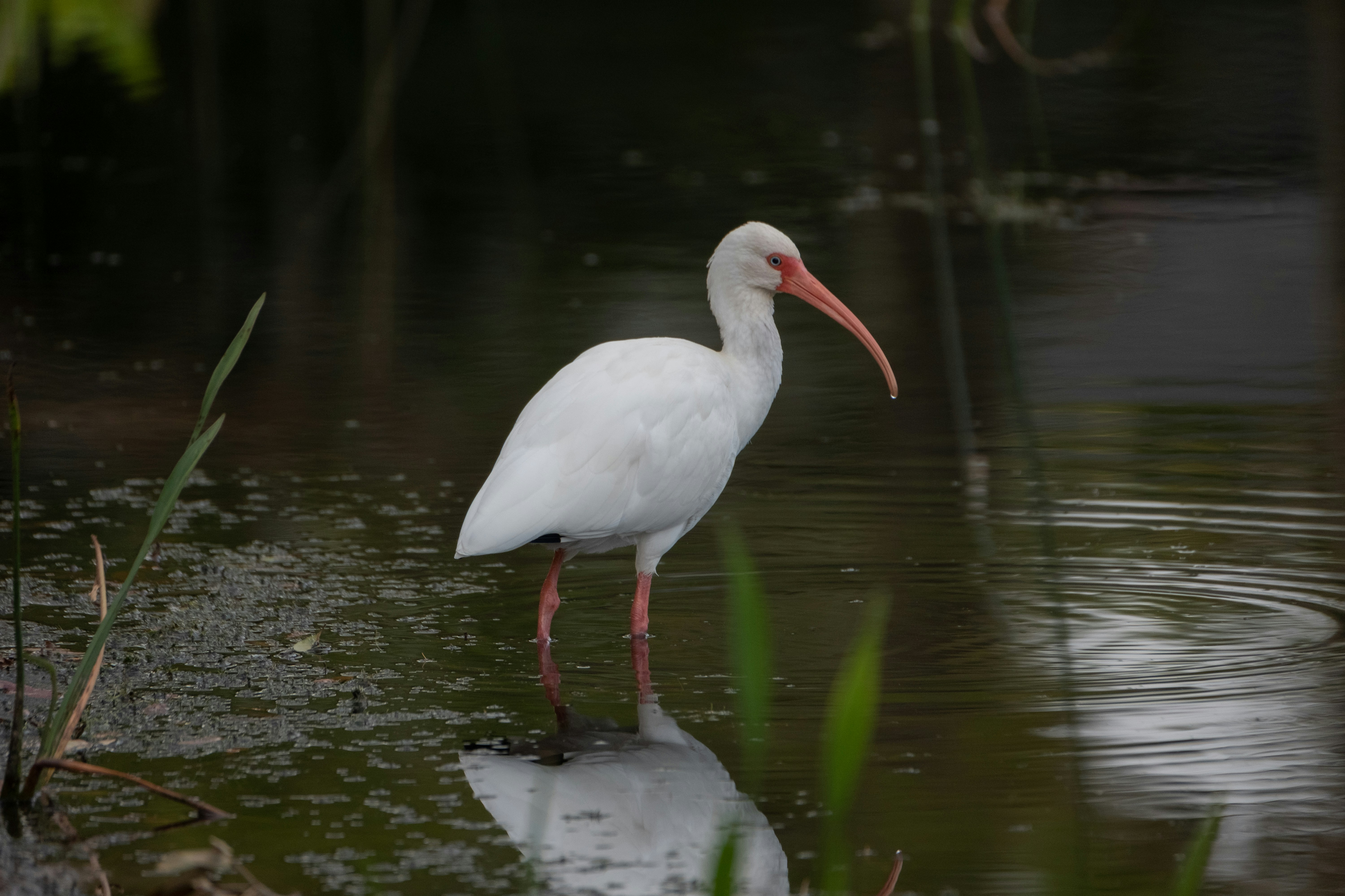 White ibis standing gracefully in shallow water, surrounded by lush greenery and rippling reflections.