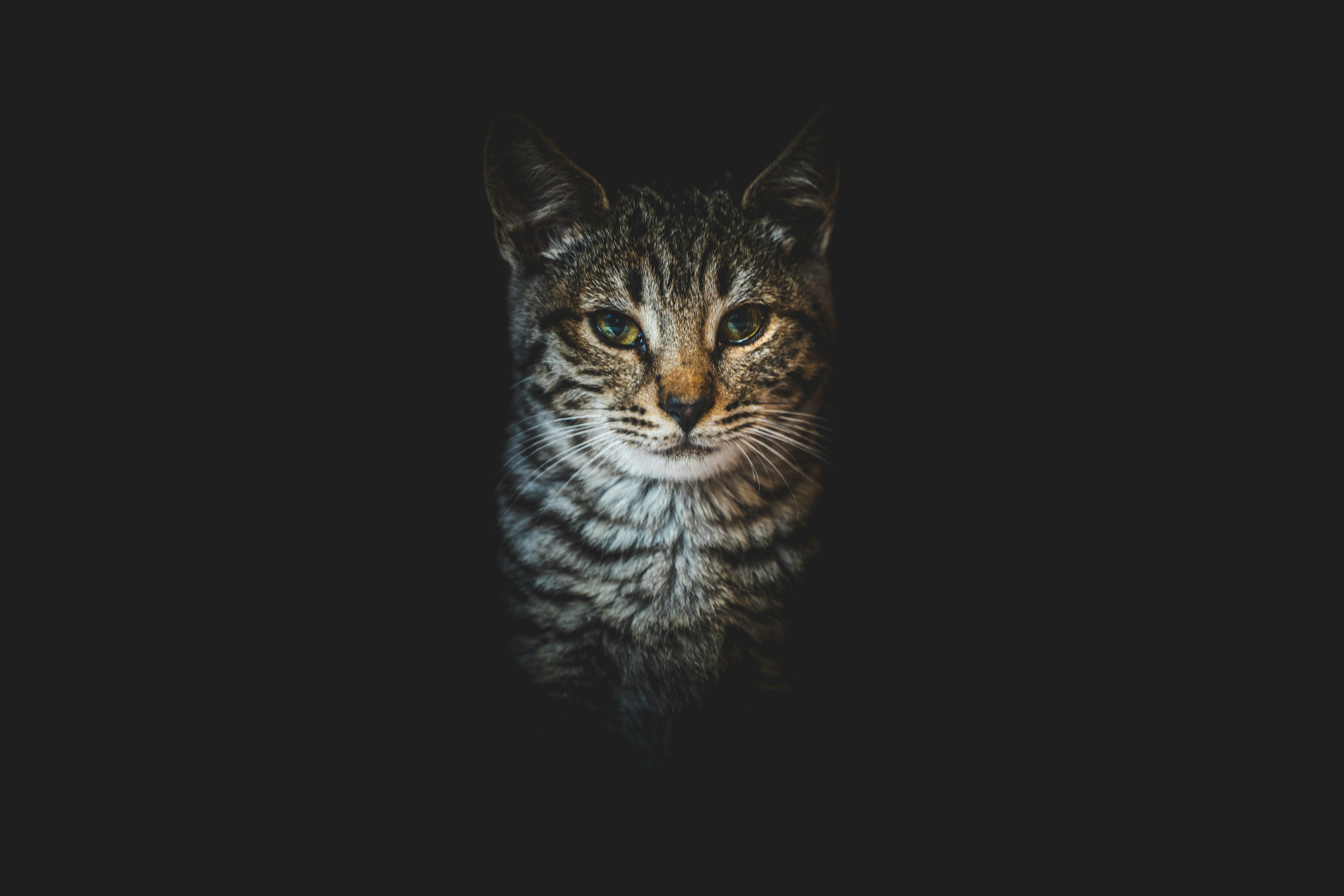 Cat Backgrounds Pictures | Download Free Images on Unsplash