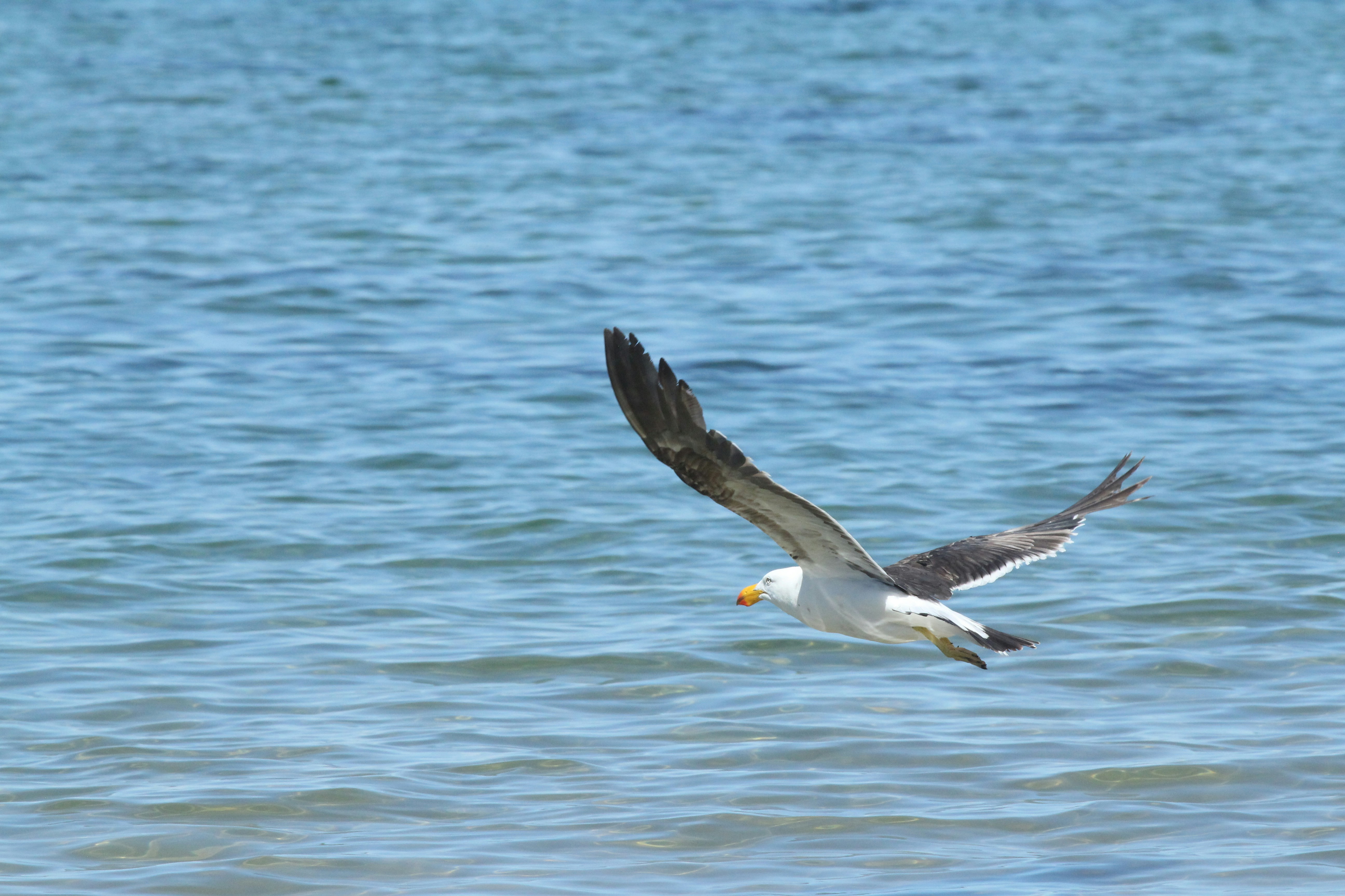 White and black bird flying over the sea during daytime photo – Free ...
