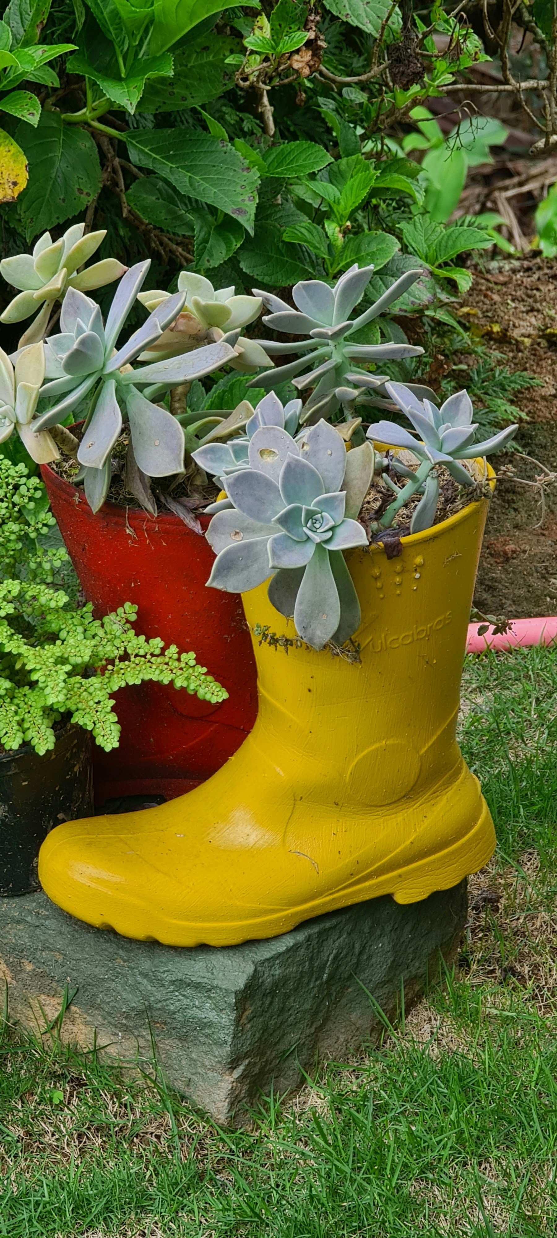 Yellow Boot Pot: Succulents Crowning a Vibrant Garden Boot